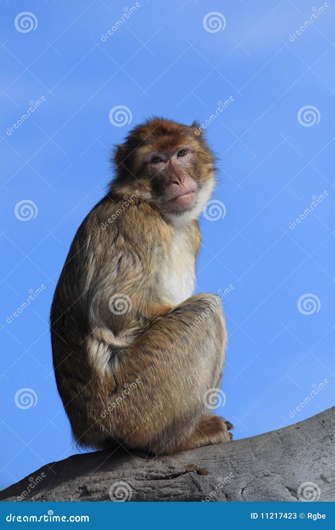Barbary ape stock image. Image of rock, wild, monkey - 11217423