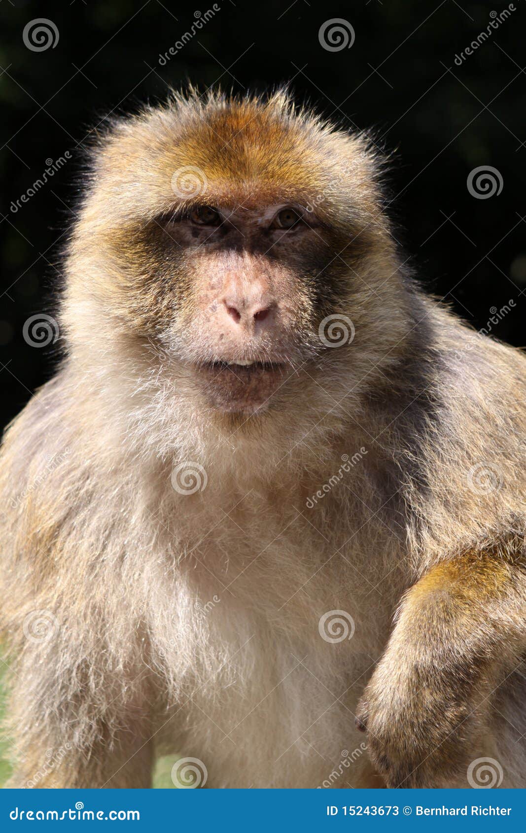 Barbary Ape stock image. Image of drowsey, gnarled, chill - 15243673
