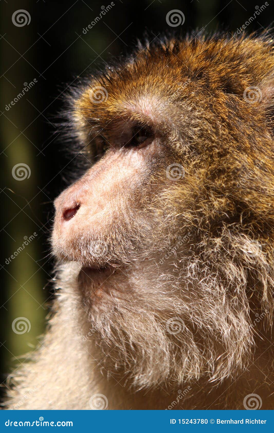 Barbary Ape stock photo. Image of gnarled, macaca, blasted - 15243780