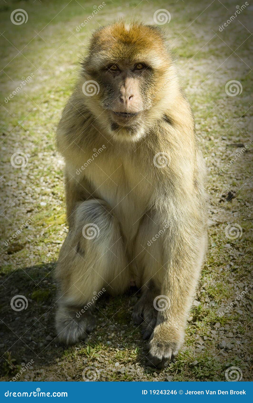 Barbary ape stock photo. Image of spain, primate, culture - 19243246