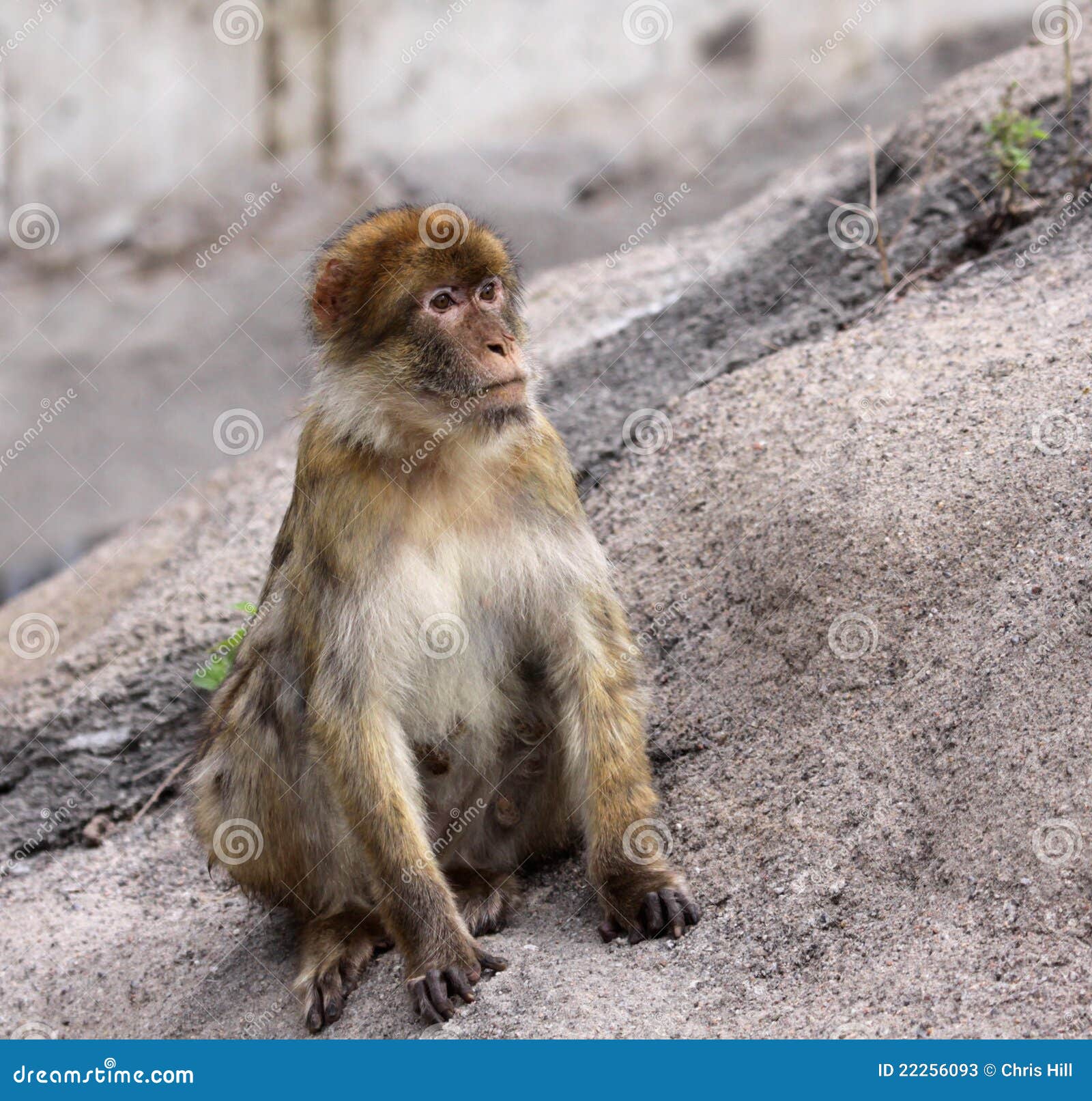 Barbary Ape stock image. Image of monkey, monkeys, cute - 22256093