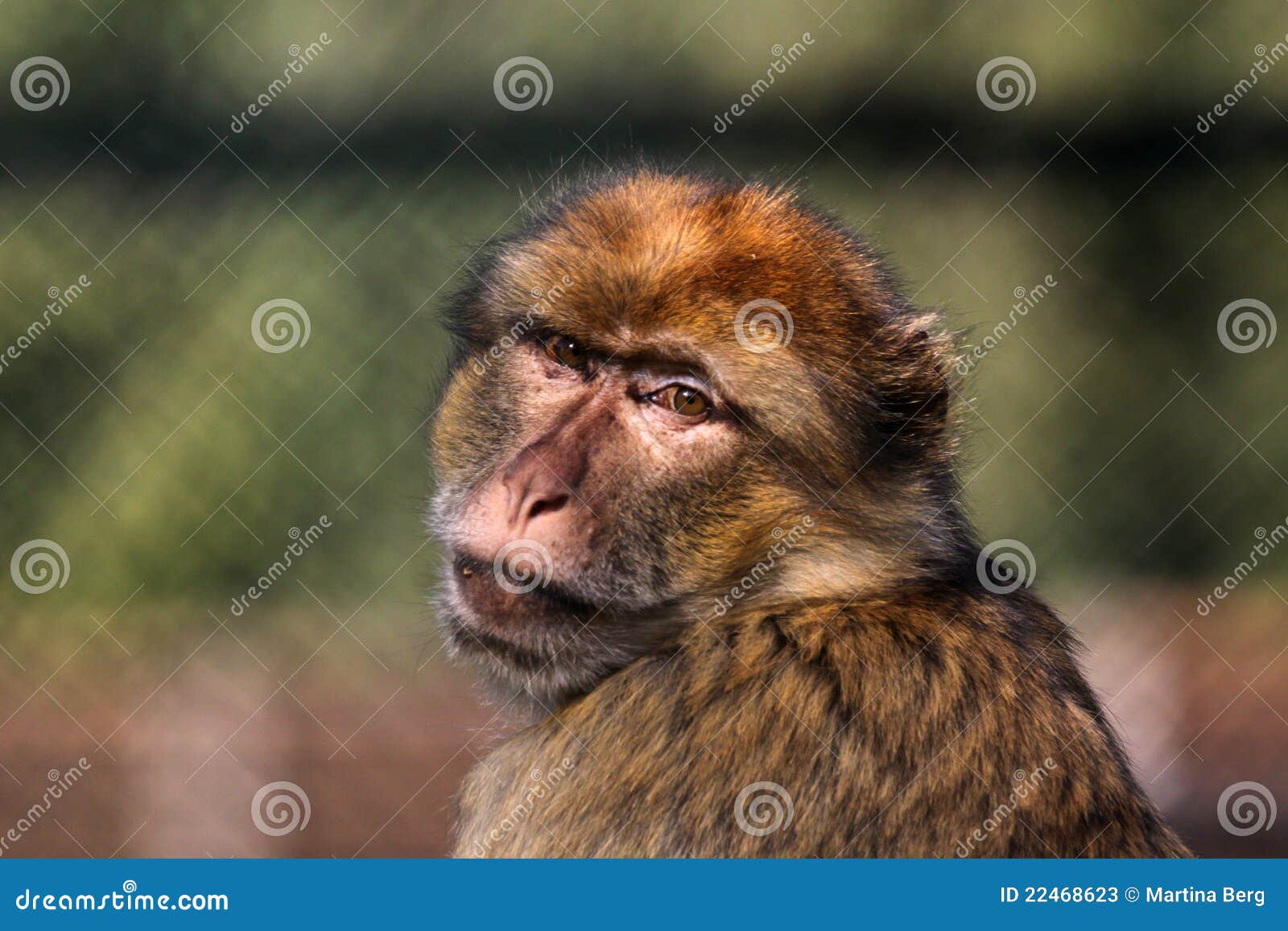 Barbary ape stock image. Image of macaca, monkey, species - 22468623