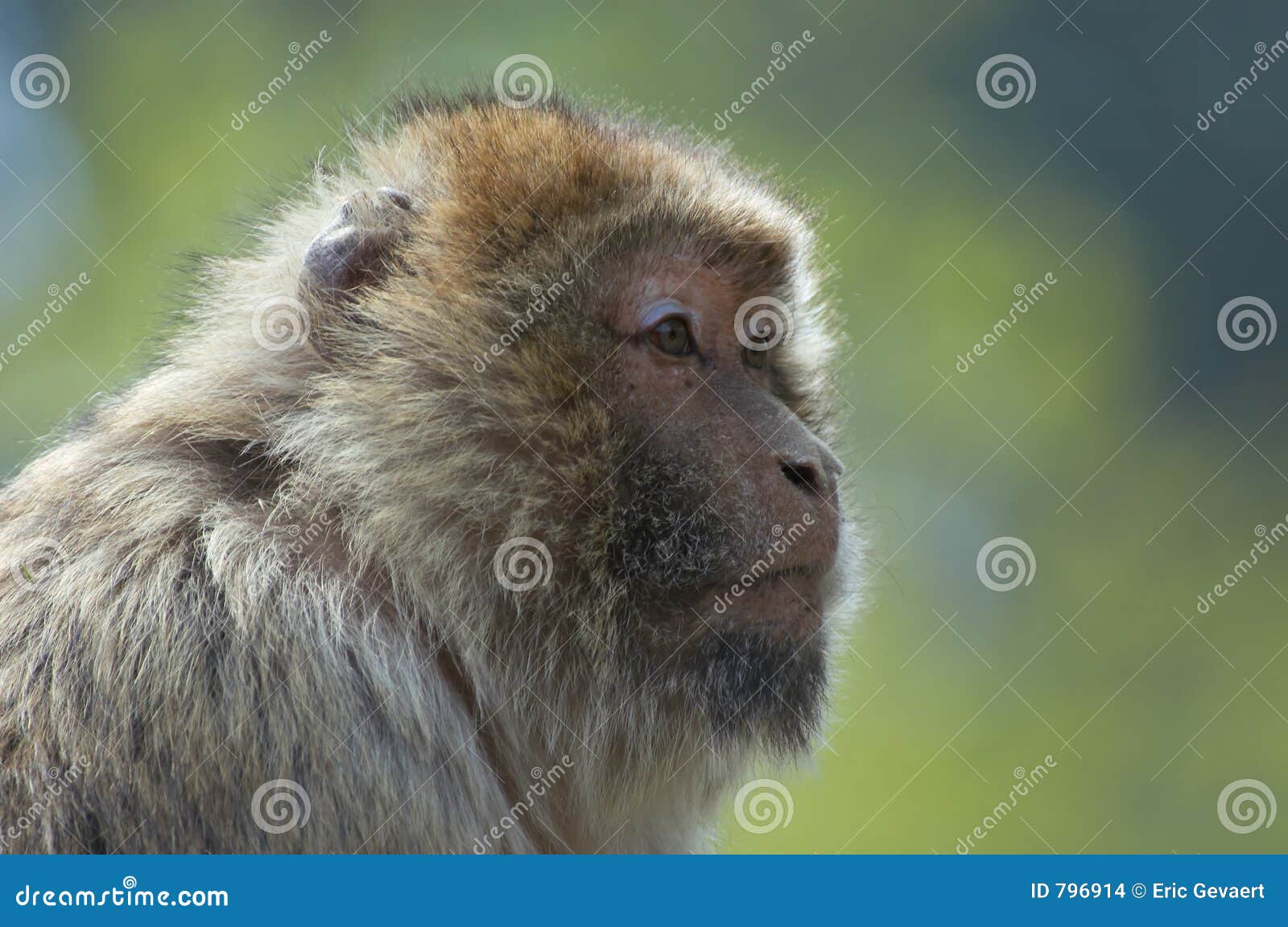 Barbary Ape Picture. Image: 796914