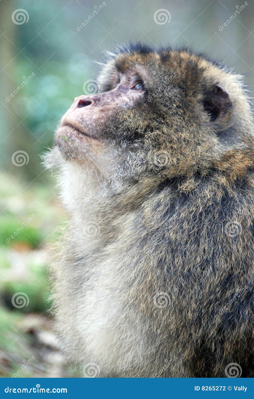 Barbary Ape stock photo. Image of funny, brown, monkey - 8265272