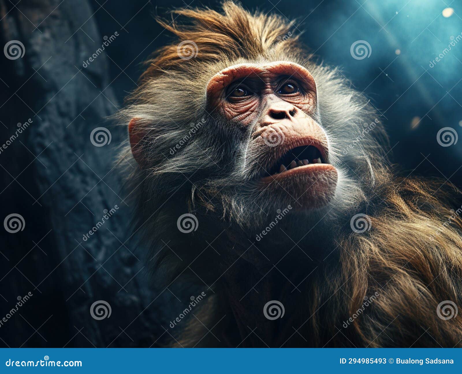 Barbary ape stock illustration. Illustration of apenheul - 294985493