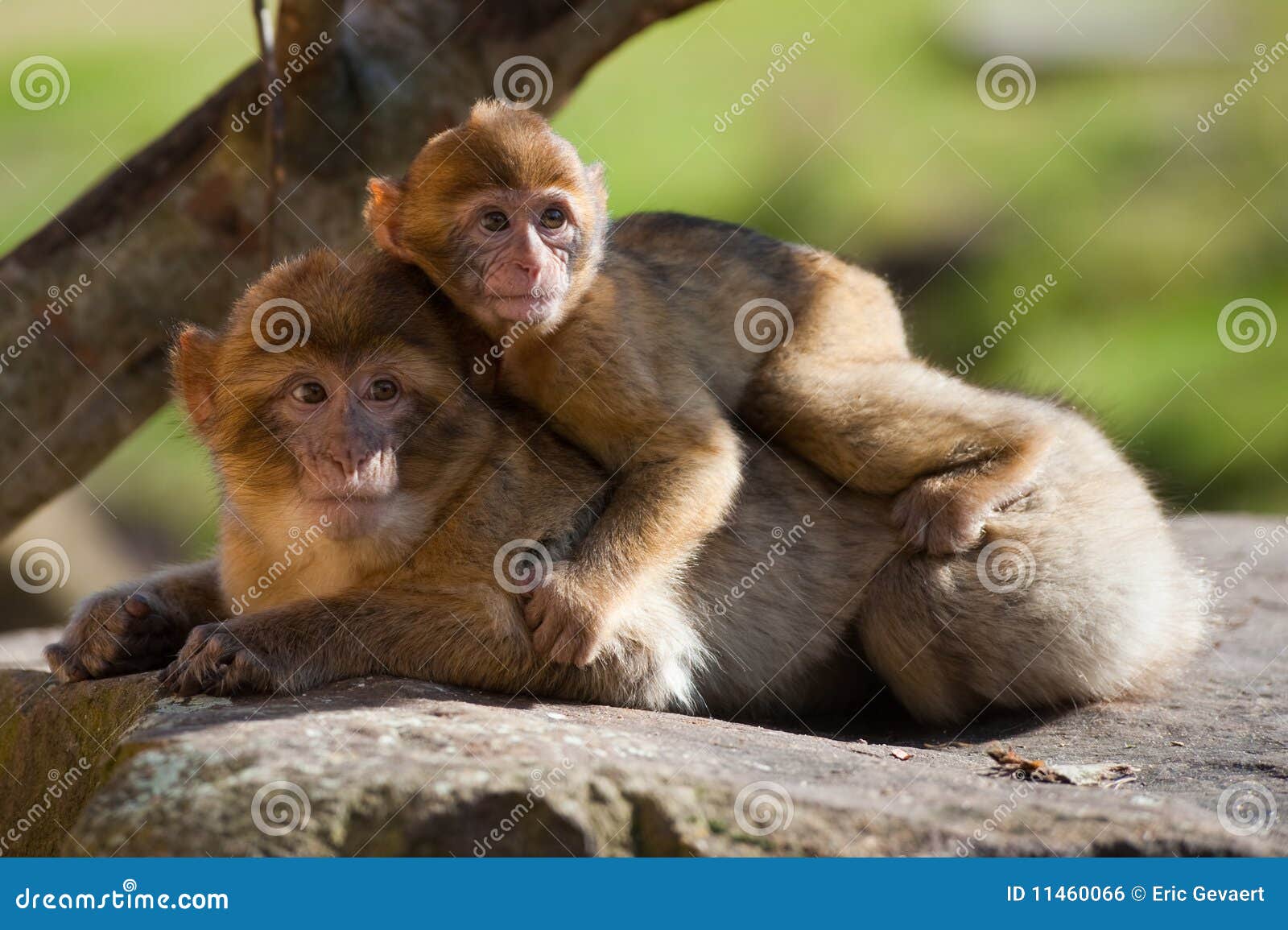 Barbary ape and baby stock photo. Image of moroccan, algerian - 11460066