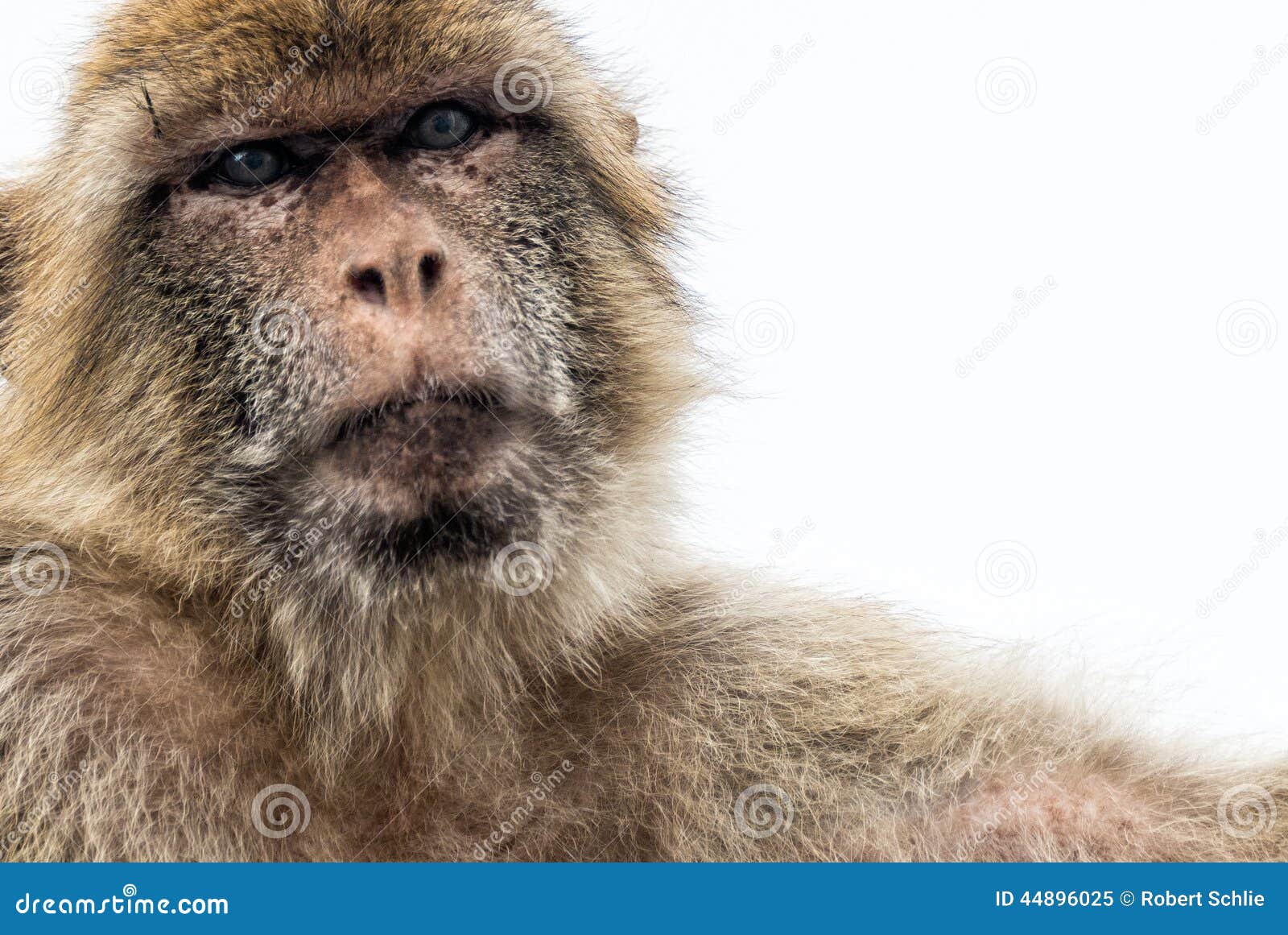 Barbary Ape stock image. Image of head, wildlife, cruise - 44896025