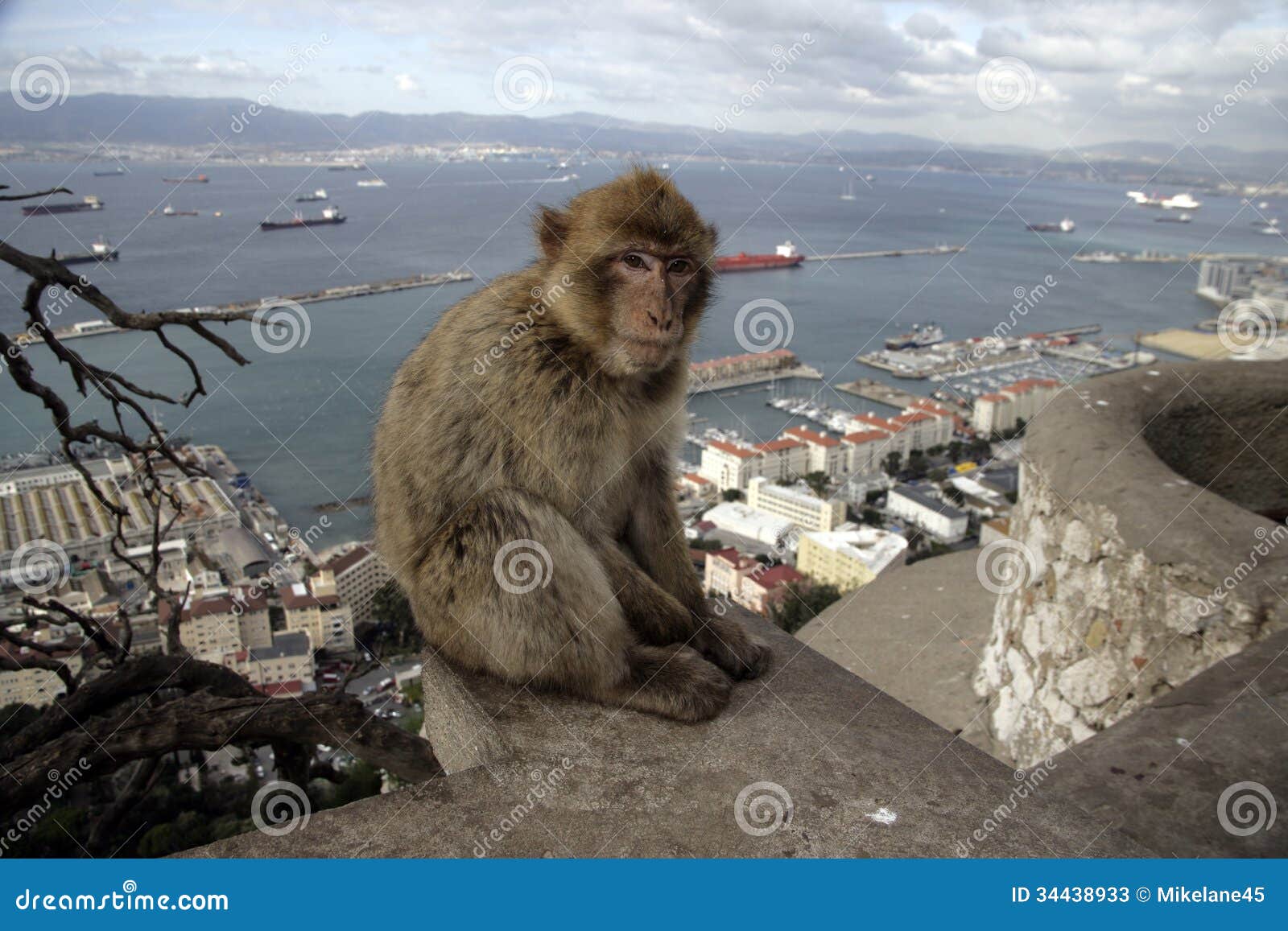 Barbary Ape or Macaque, Macaca Sylvanus Stock Image - Image of temple ...