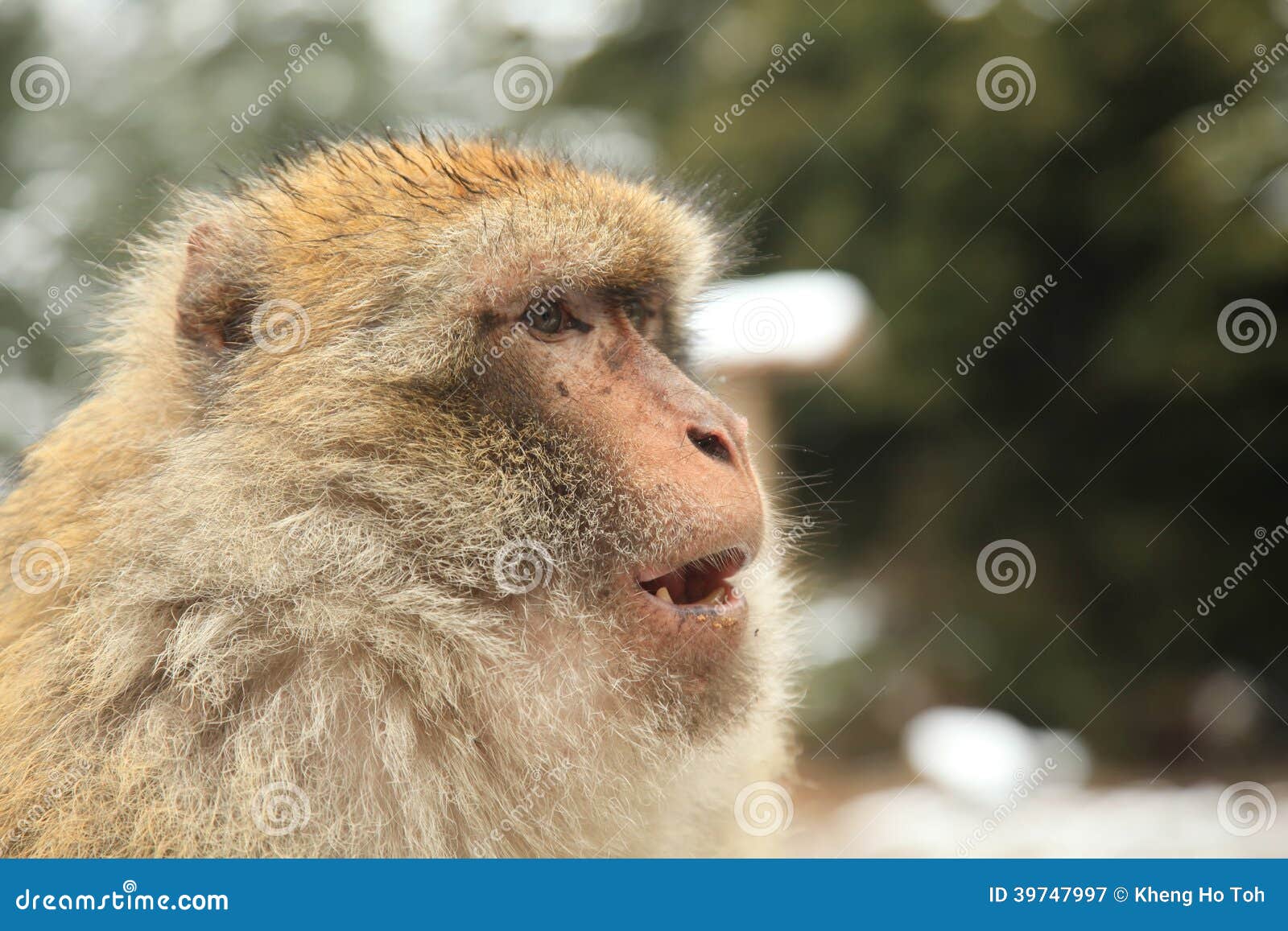 Barbary Ape stock image. Image of sylvanus, algeria, macaca - 39747997