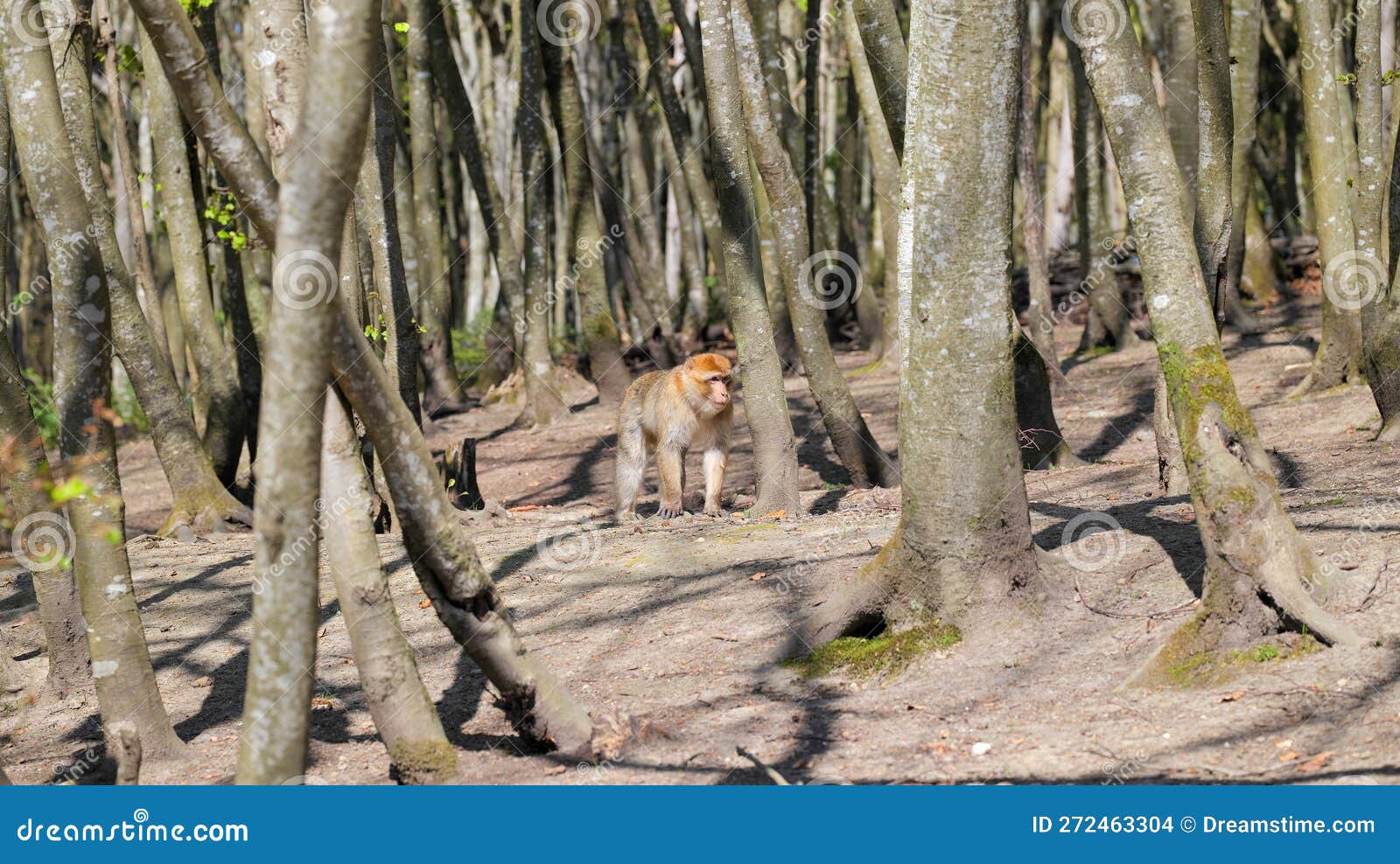 A Barbary Ape in the Middle of a Forest between Bare Tree Trunks Stock ...