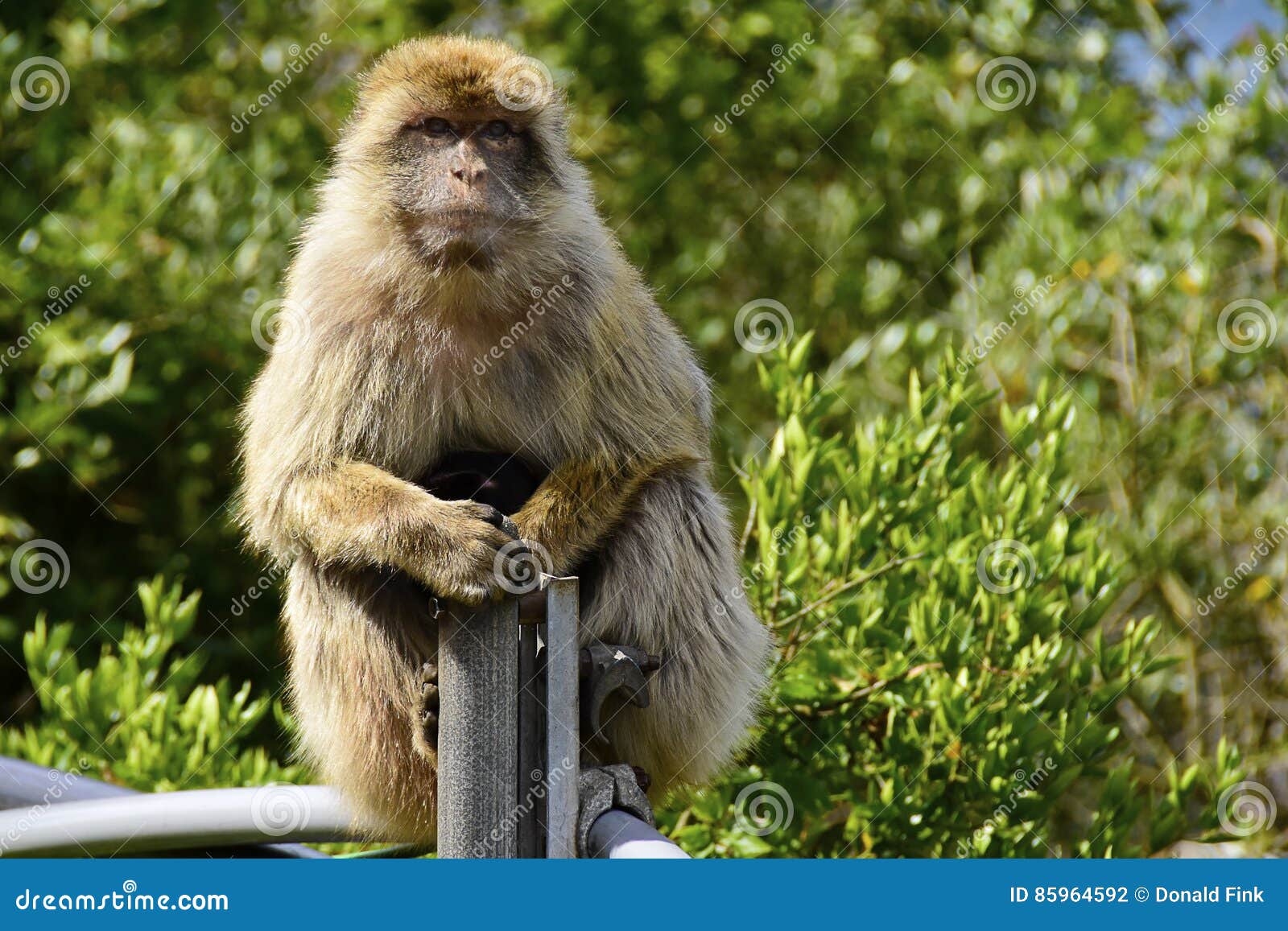 Barbary Ape stock photo. Image of mammal, europe, monkey - 85964592