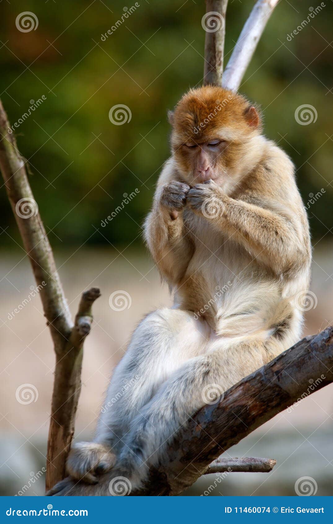 Barbary ape relaxing stock photo. Image of portrait, barbary - 11460074