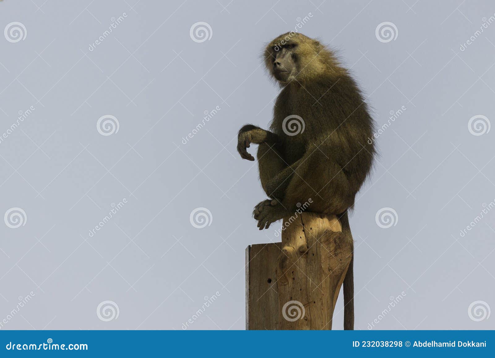 BARBARY MACAQUE MONKEY stock photo. Image of monkey - 232038298