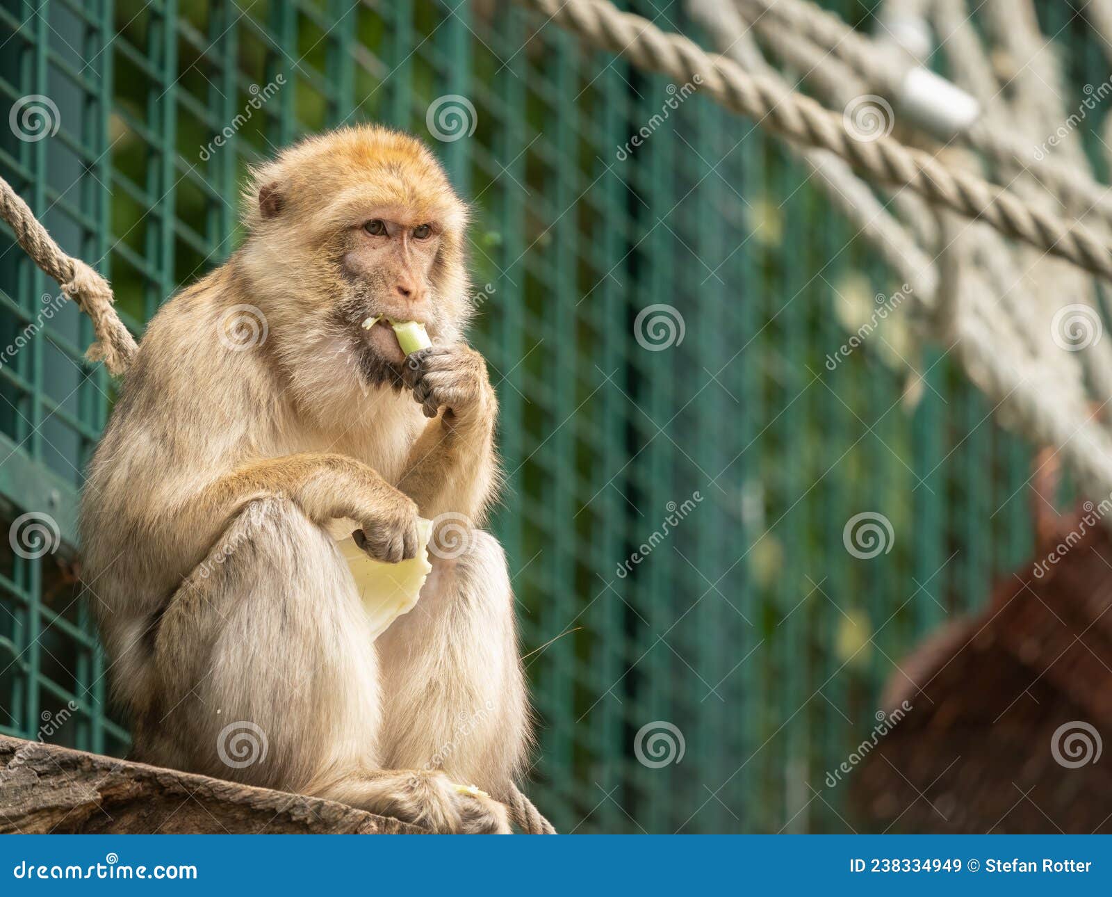 A Barbary Ape Sitting and Eating in a Zoo Stock Image - Image of ...