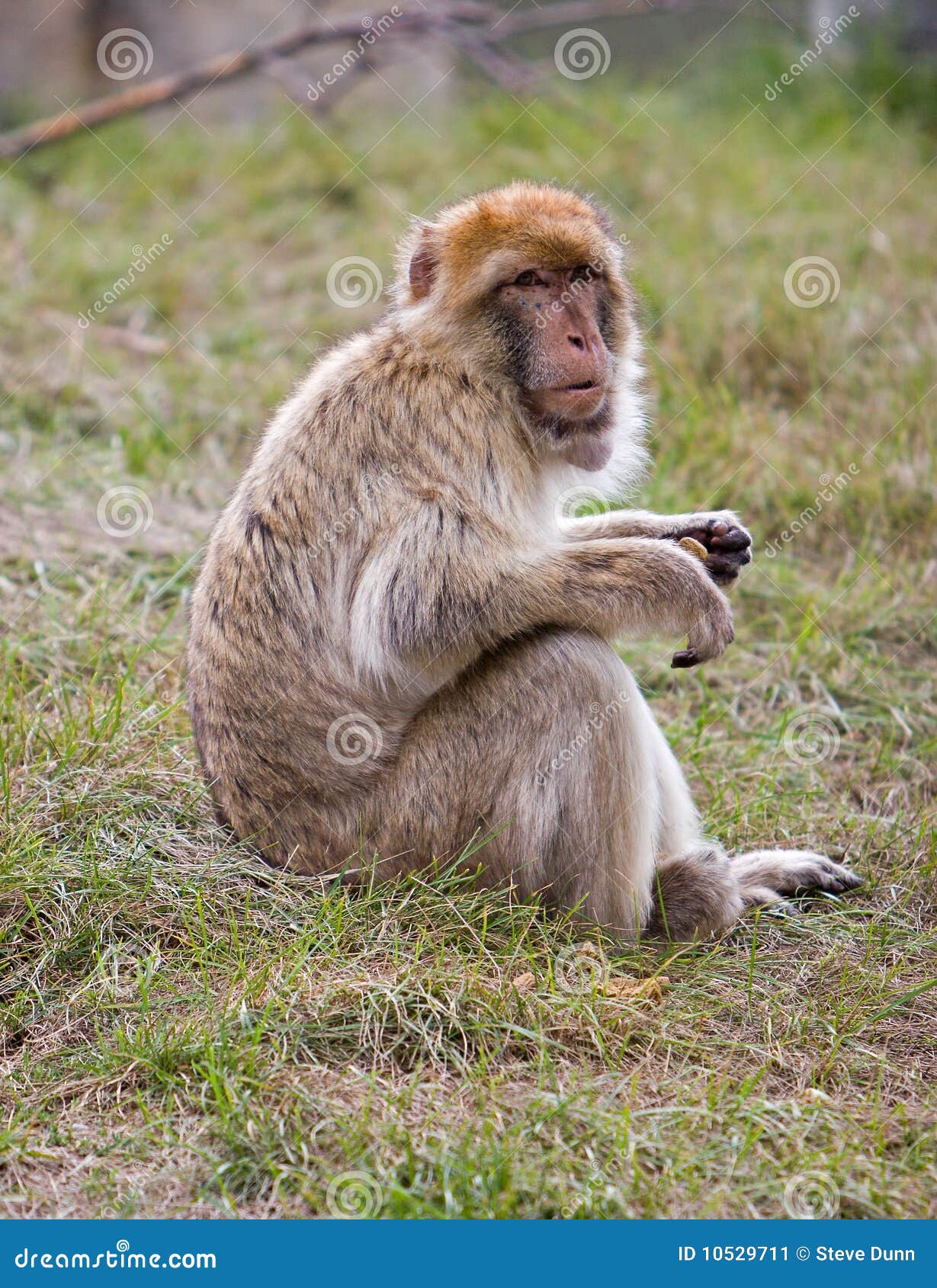 Barbary Ape Sitting on Grass Stock Image - Image of simian, seated ...