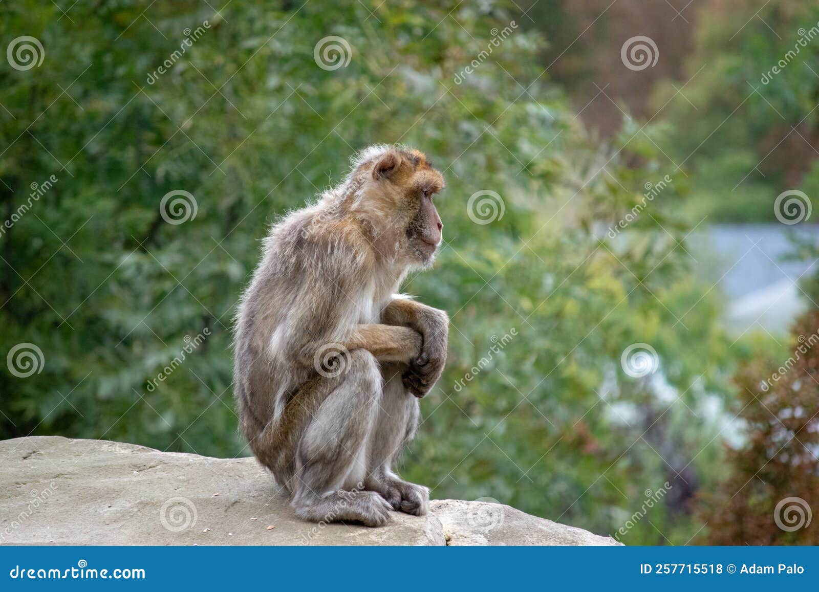 Barbary Ape Standing on a Rock Stock Photo - Image of monkey, sylvanus ...