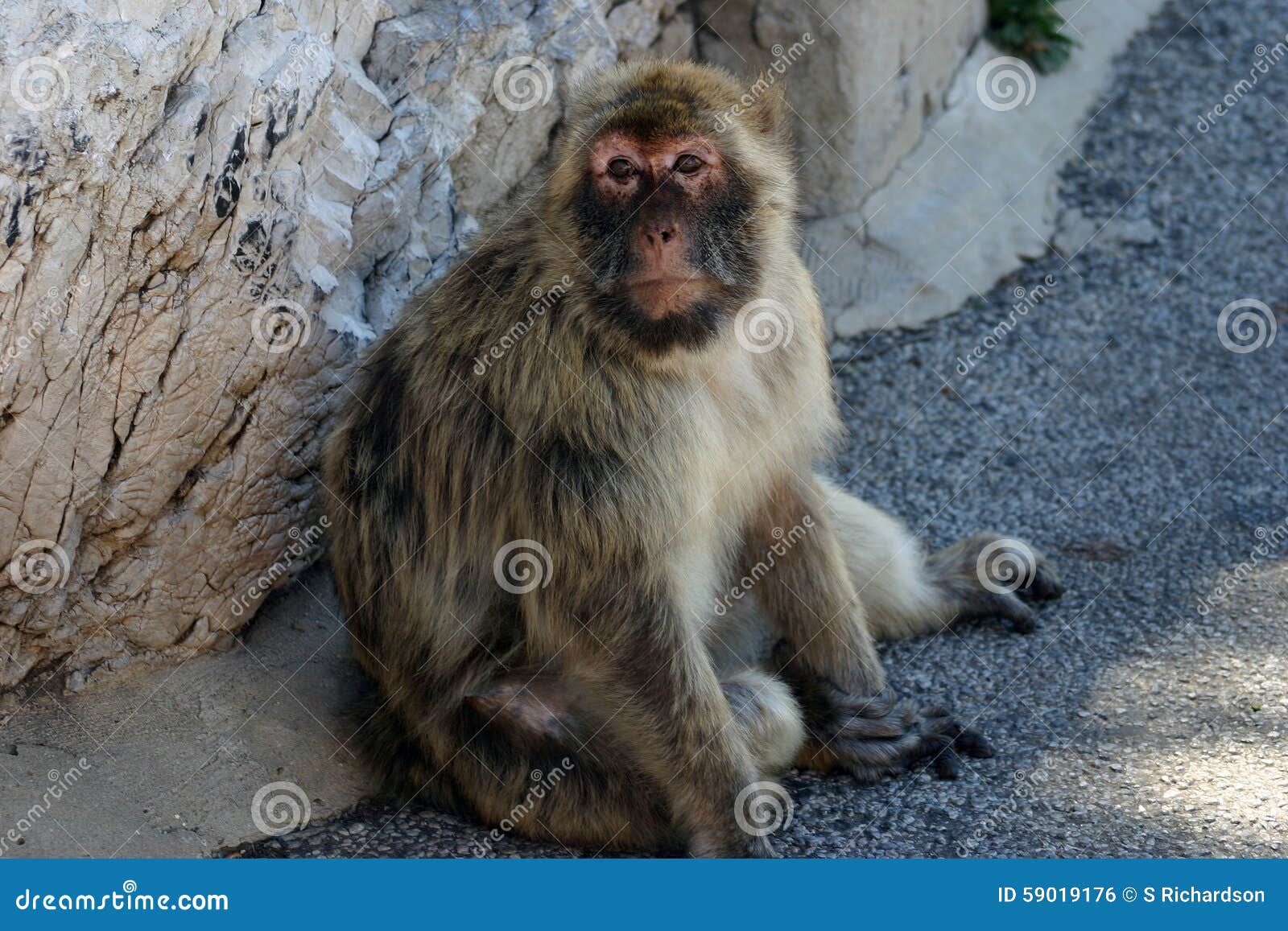 Barbary Ape - Gilbratar stock photo. Image of cuddly - 59019176