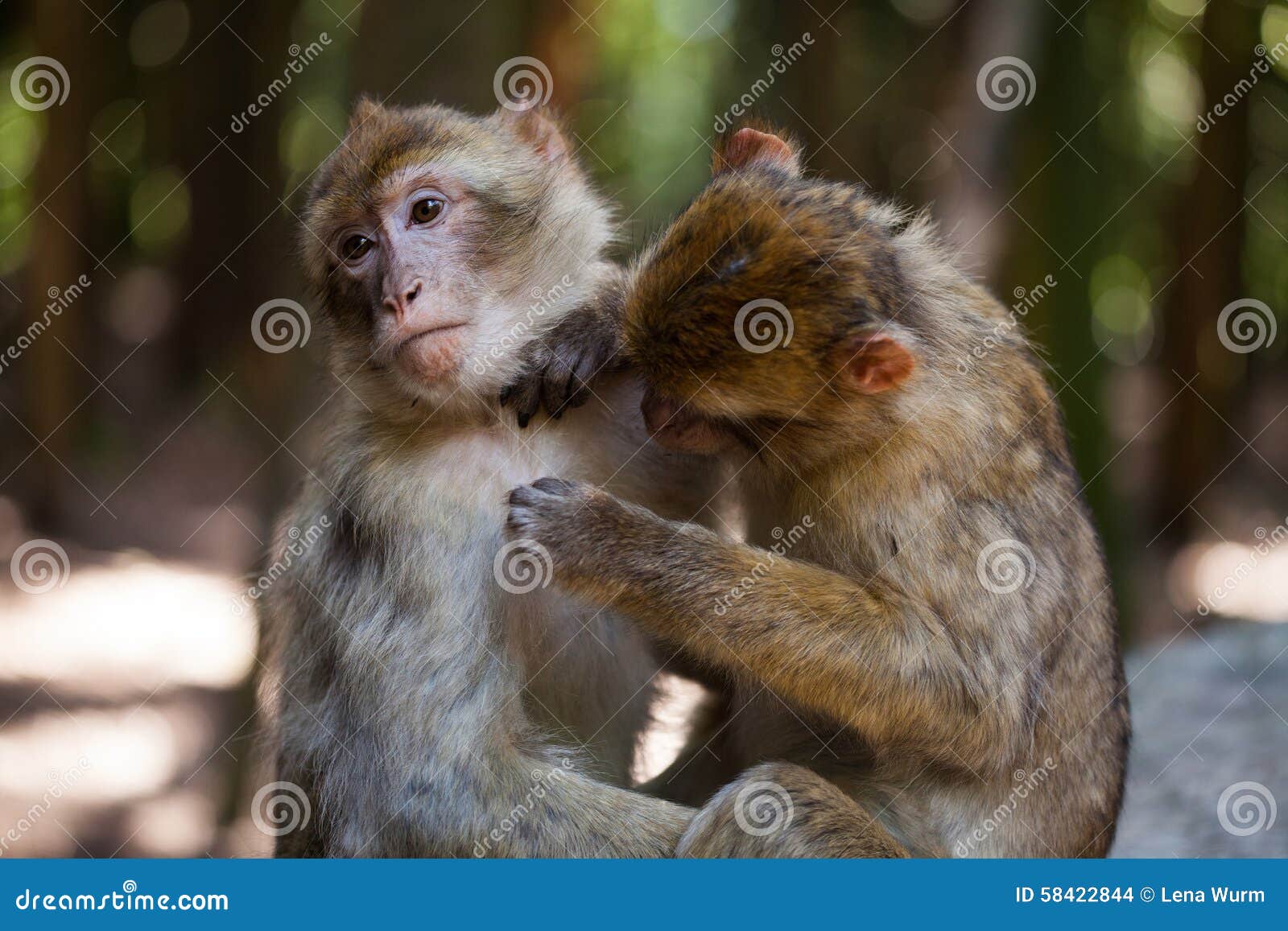 Barbary Apes Grooming Each Other Stock Photo - Image of love, forest ...