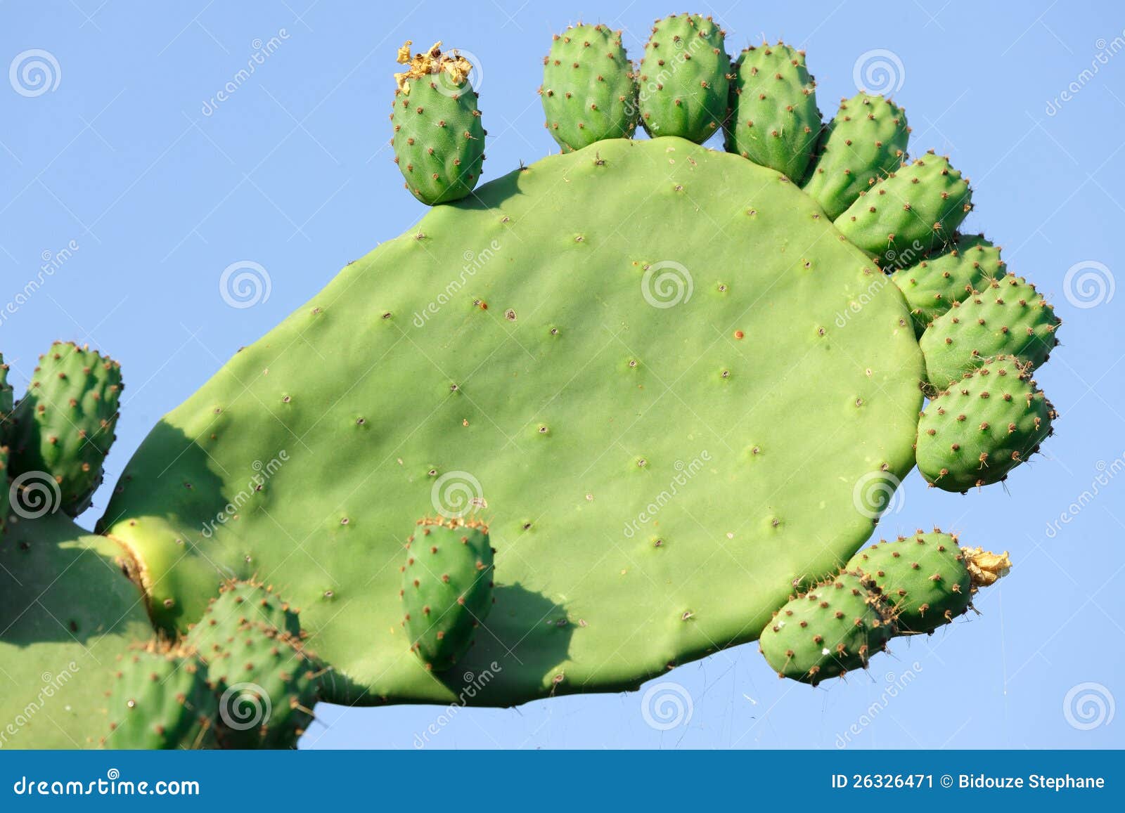 Barbary cactus stock image. Image of blue, detail, closeup - 26326471