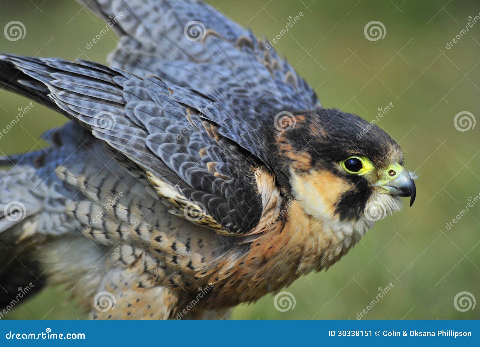 Barbary Falcon stock image. Image of predators, fauna - 30338151
