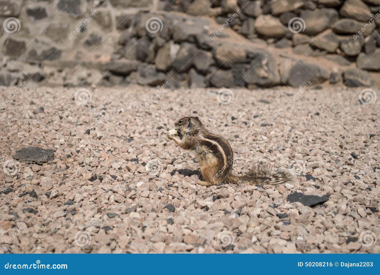 Barbary ground squirrel stock photo. Image of back, rodent - 50208216