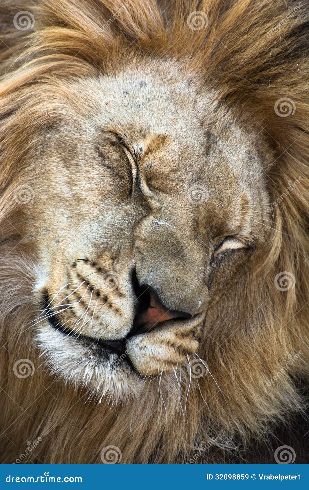 Barbary Lejon (pantheraen Leo Leo) Fotografering för Bildbyråer - Bild ...