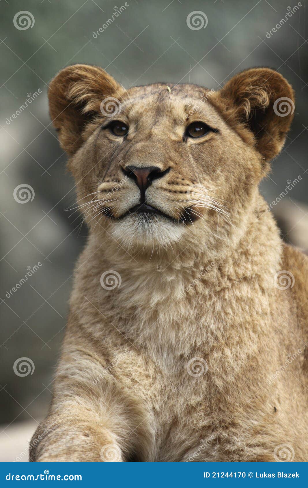 Barbary lion stock photo. Image of nubian, body, animal - 21244170