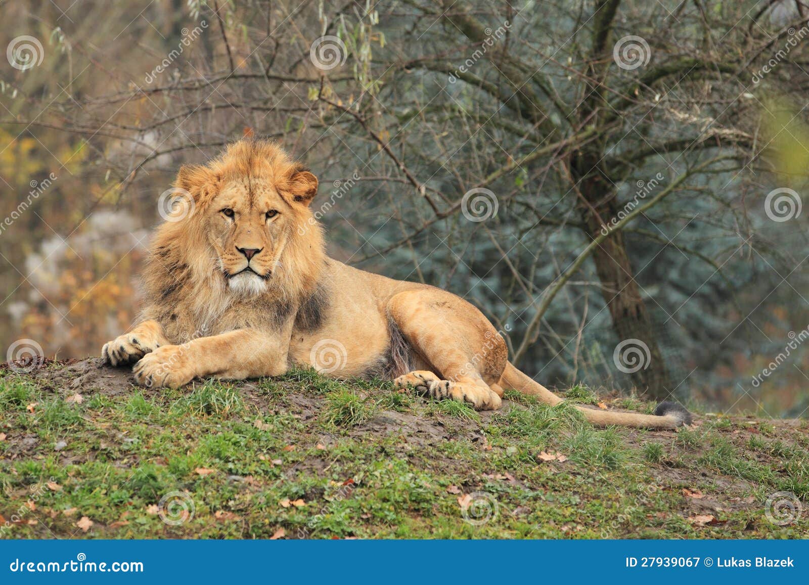 Barbary lion stock image. Image of grass, nubian, animal - 27939067