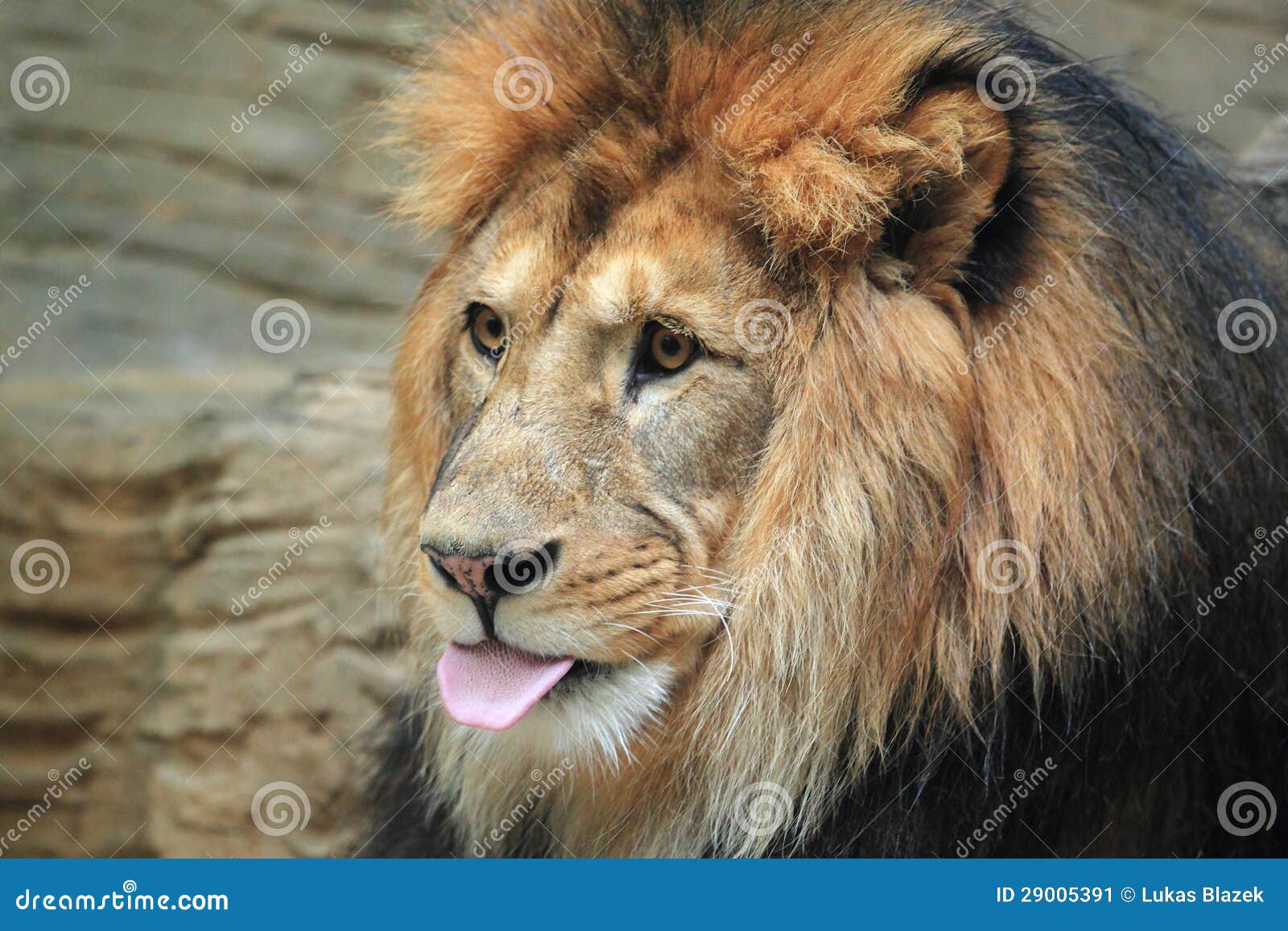 Barbary lion stock image. Image of nature, mammal, detail - 29005391