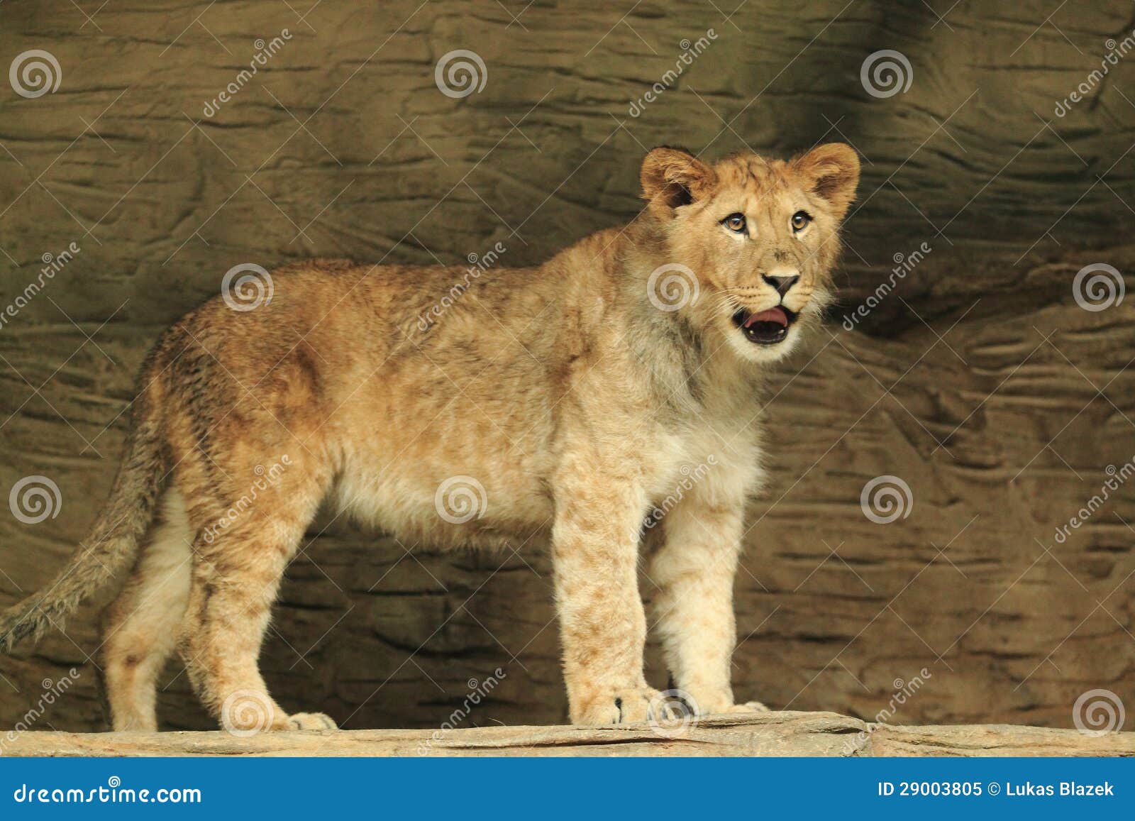 Barbary Lion (Panthera Leo Leo), Also Known As The Atlas Lion. Stock ...