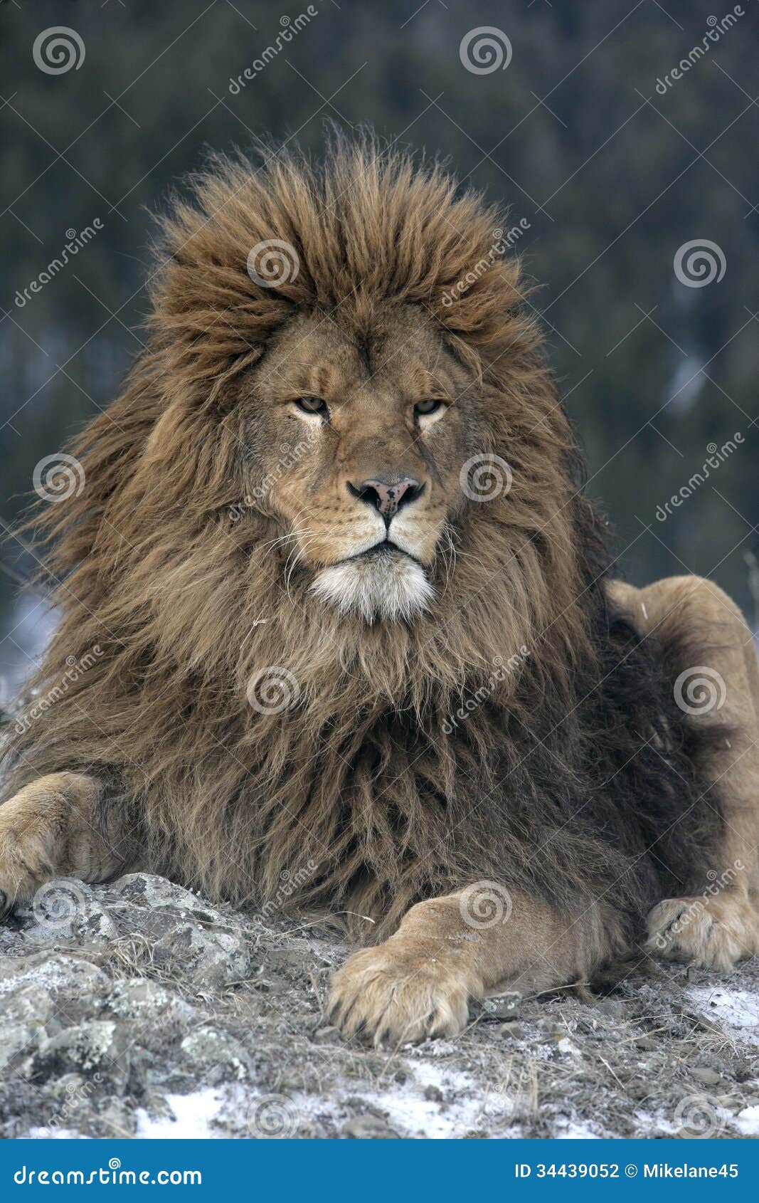 Barbary Lion, Panthera Leo Leo Stock Photo - Image of carnivoran ... Barbary Lion, Panthera Leo Leo Stock Photo - Image of carnivoran ...