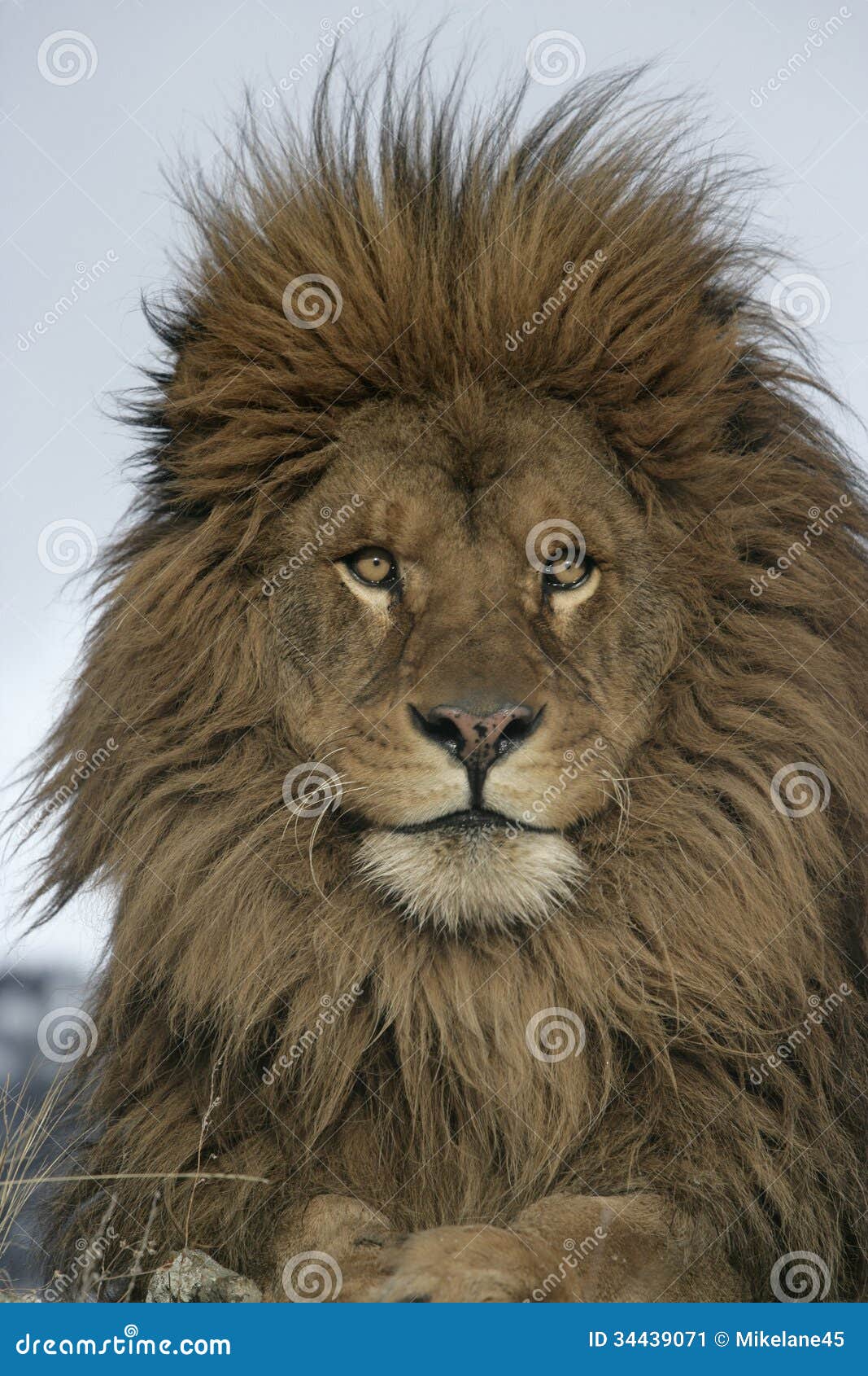 Barbary Lion Vs African Lion Size