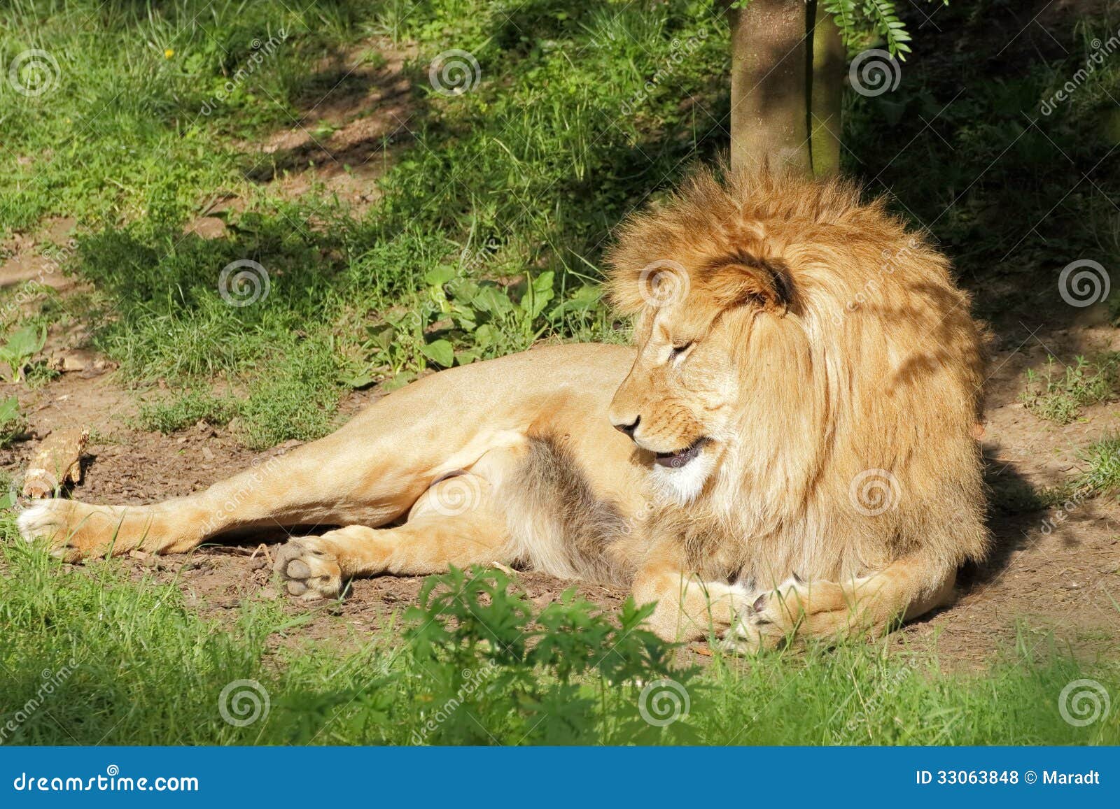 Barbary lion portrait stock photo. Image of green, jungle - 33063848