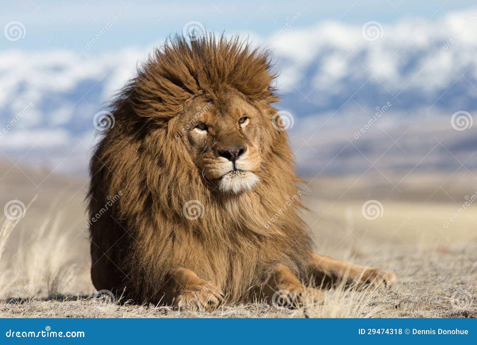 Barbary Lion Windswept Hill Stock Photos - Free & Royalty-Free Stock ...