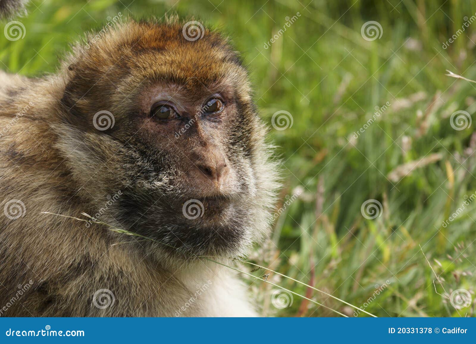 Barbary Macaque stock photo. Image of primate, female - 20331378