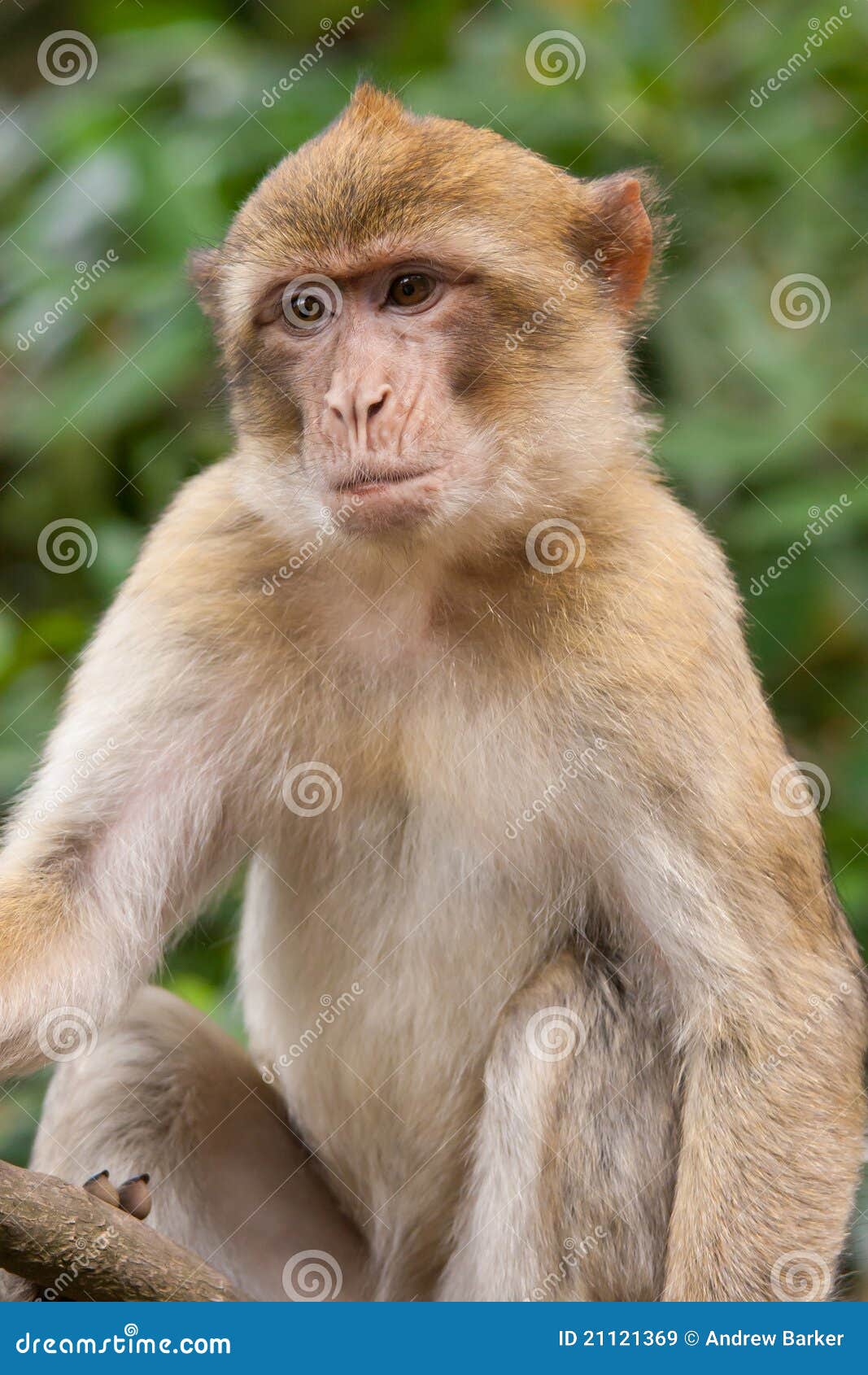 Barbary Macaque Monkey Eating A Tangerine, Ifrane, Morocco Royalty-Free ...