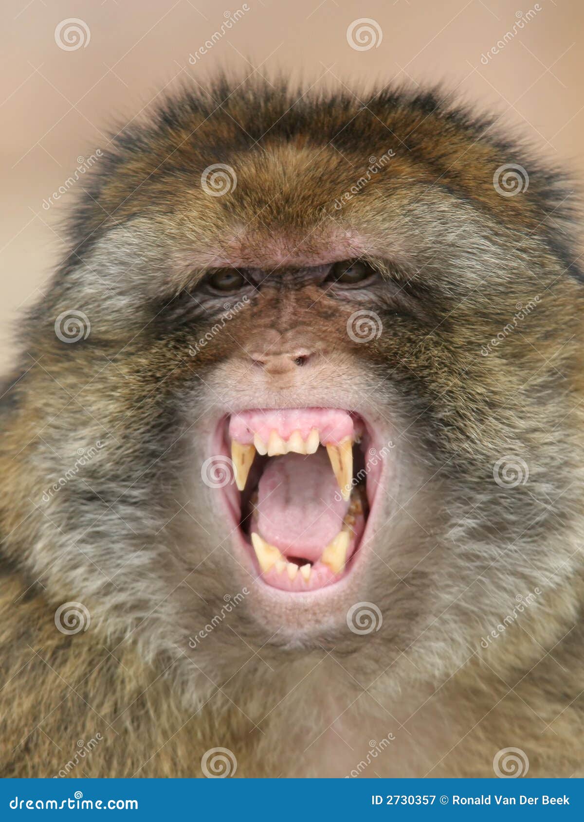 Barbary Macaque Monkey Eating A Tangerine, Ifrane, Morocco Royalty-Free ...
