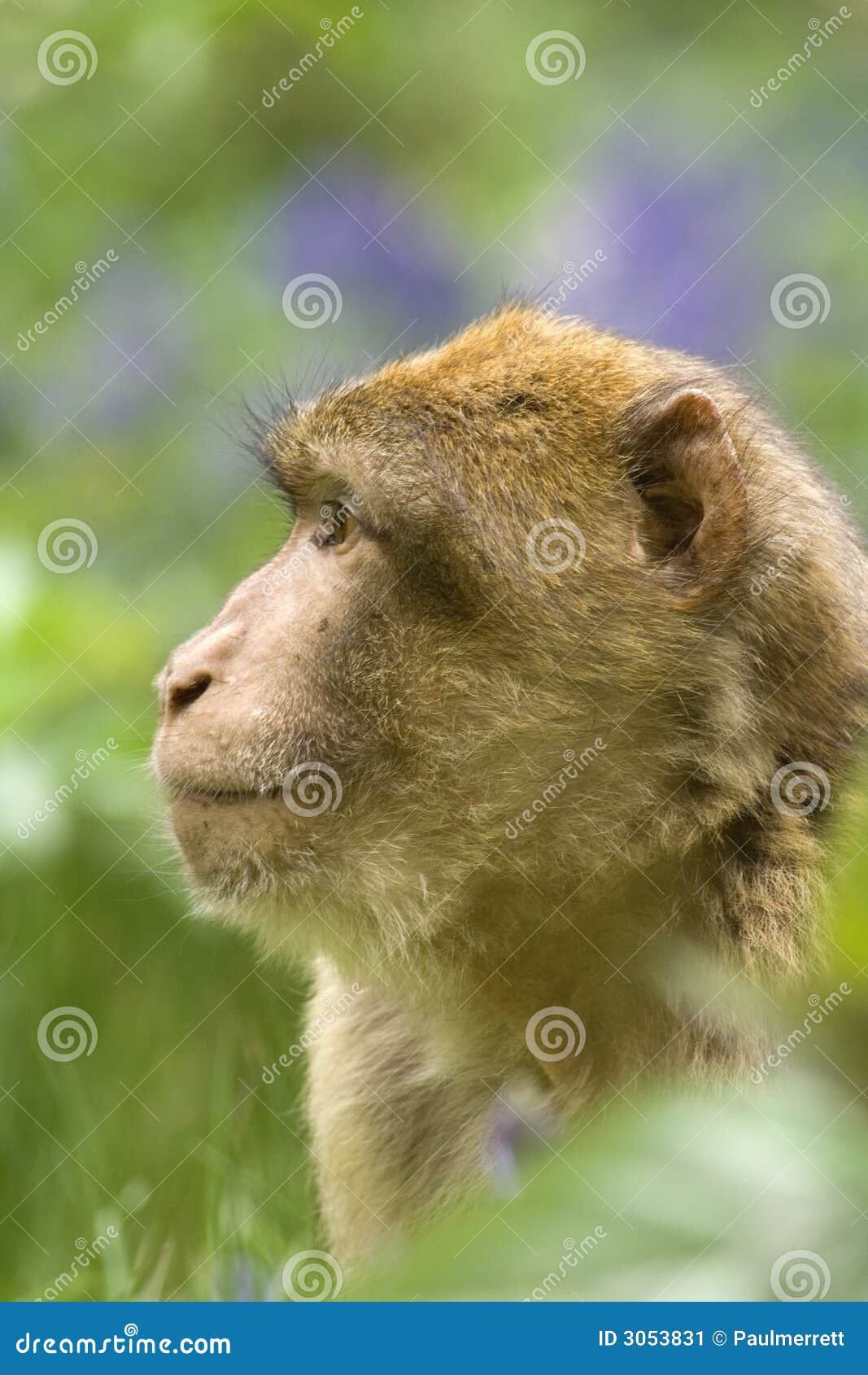 Barbary Macaque Monkey Eating A Tangerine, Ifrane, Morocco Royalty-Free ...