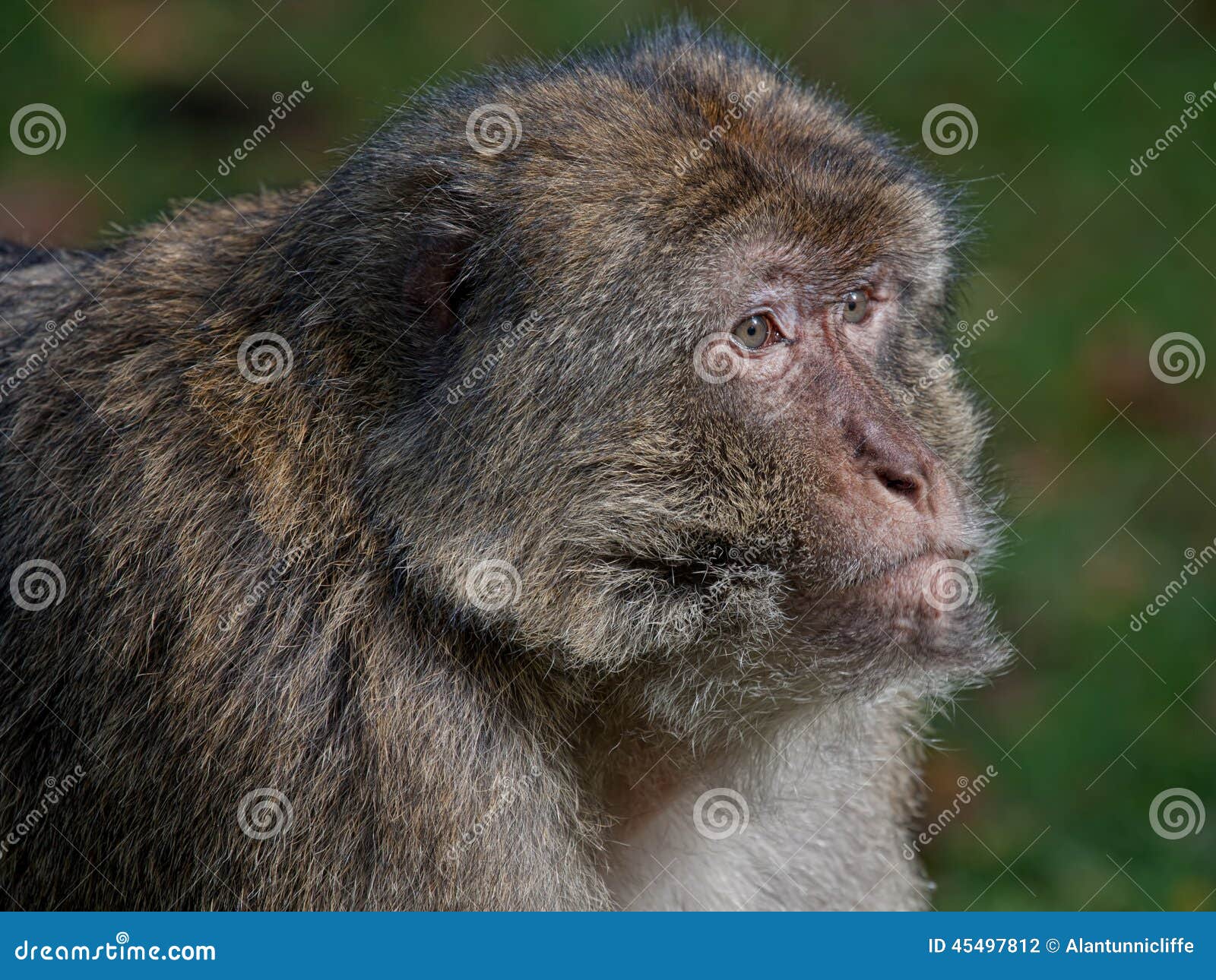 Barbary macaque arkivfoto. Bild av isolerat, band, huvud - 45497812
