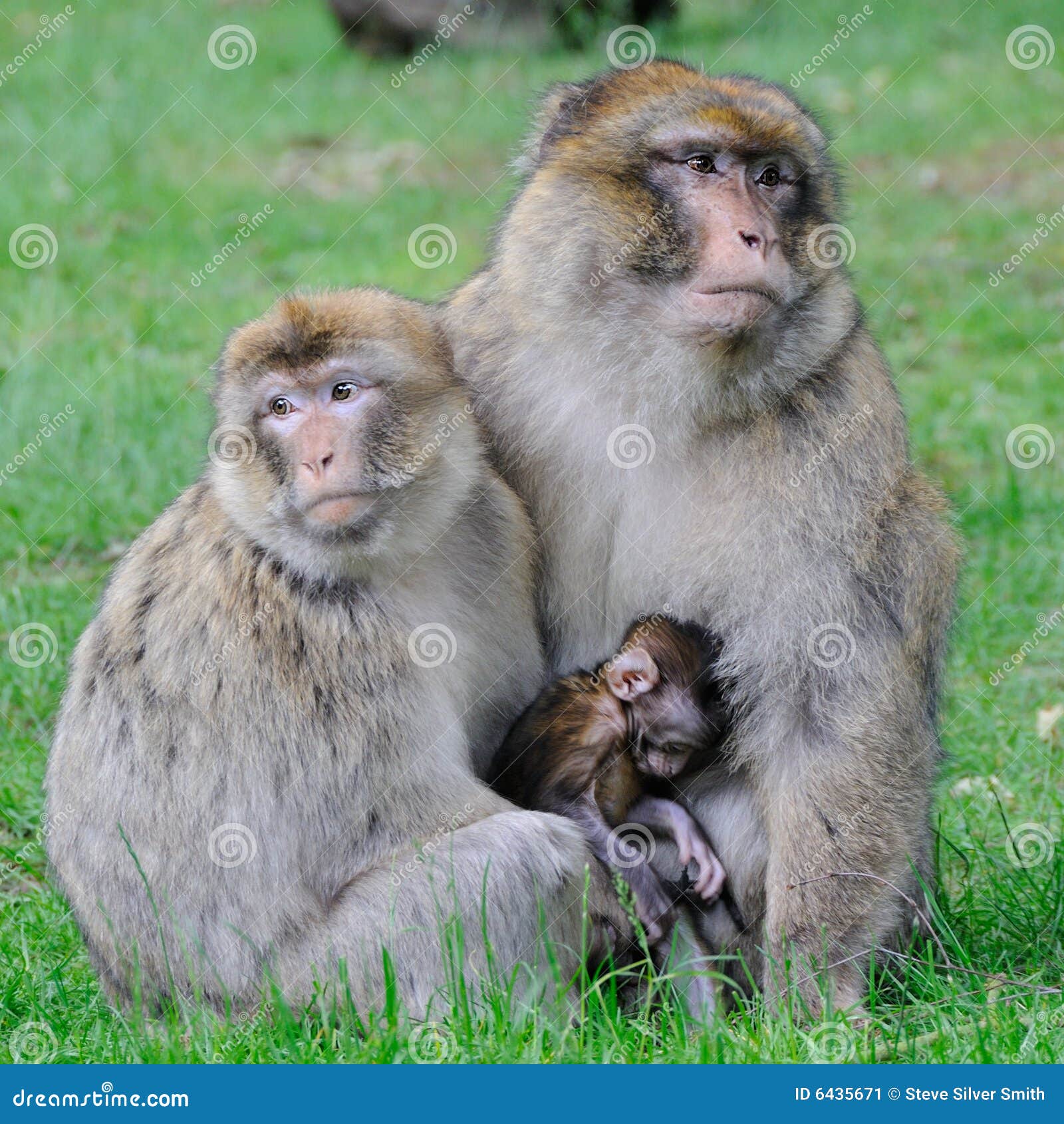 Barbary Macaque stock image. Image of young, animal, nature - 6435671