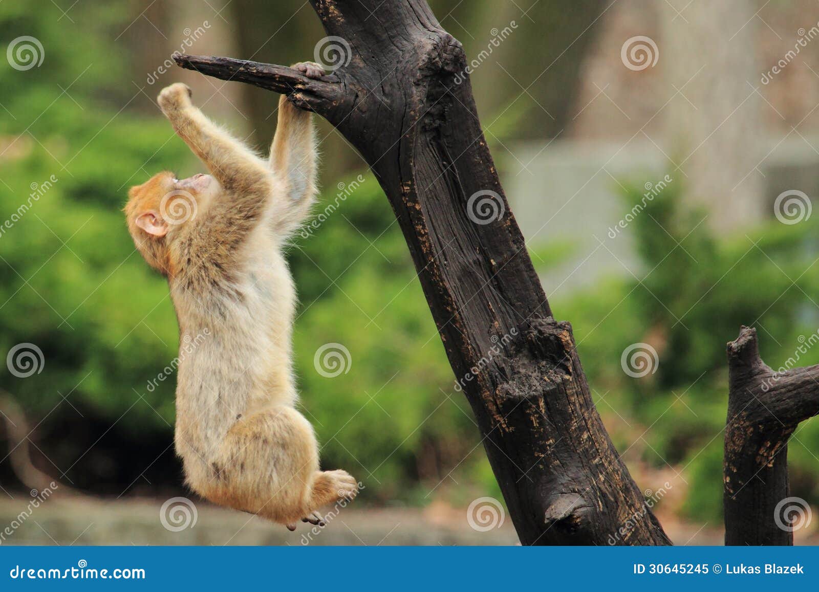 Barbary Macaque Monkey Eating A Tangerine, Ifrane, Morocco Royalty-Free ...