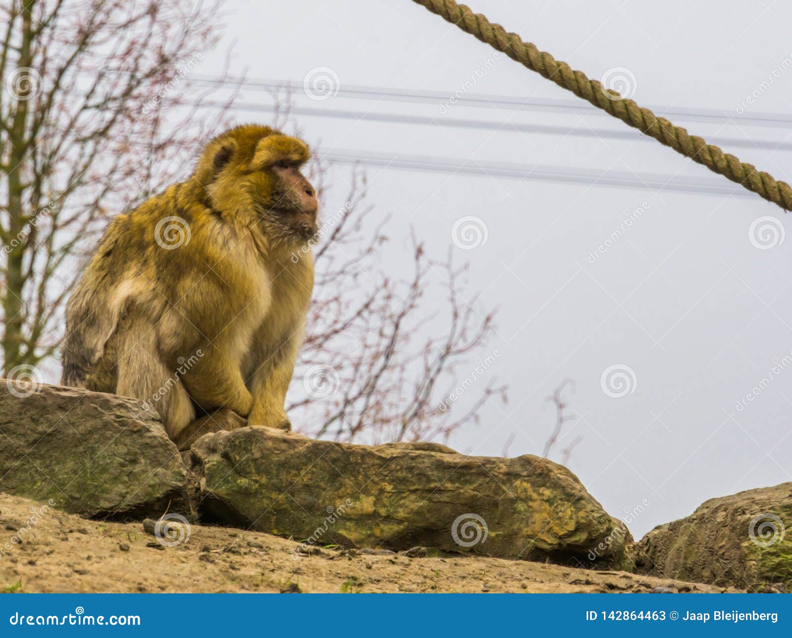 Barbary Macaque, Endangered Ape from the Mountains of Morocco, Monkey ...