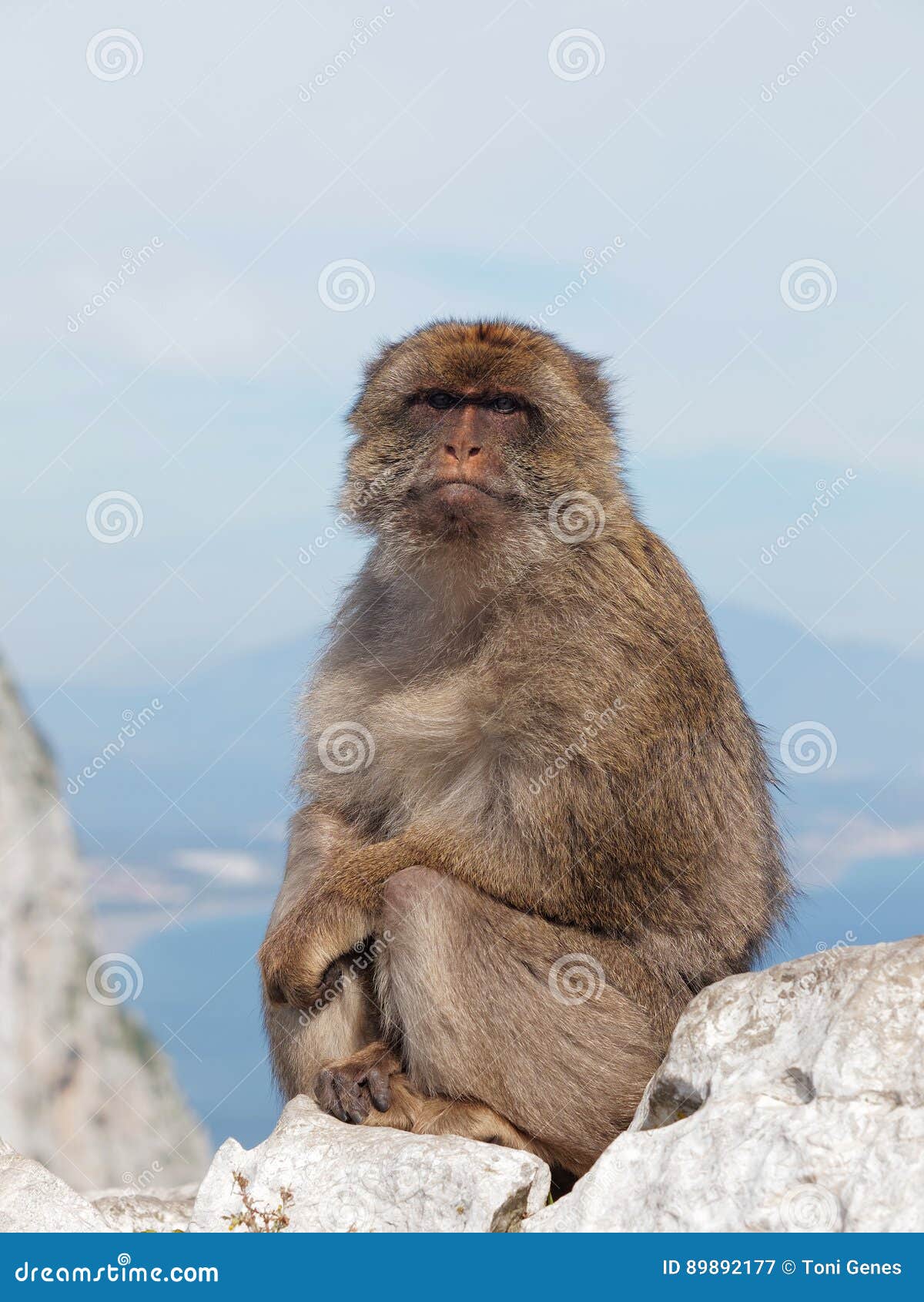 Barbary Macaque in Gibraltar - Europe Stock Image - Image of europe ...