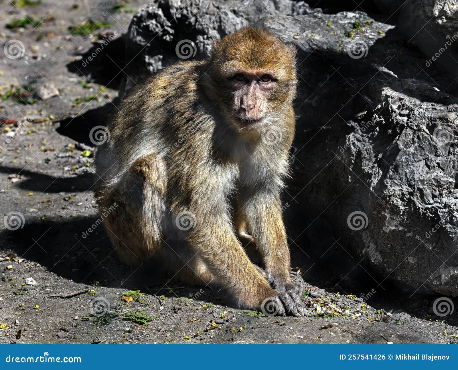Barbary Macaque on the Ground 2 Stock Photo - Image of zoology, clever ...
