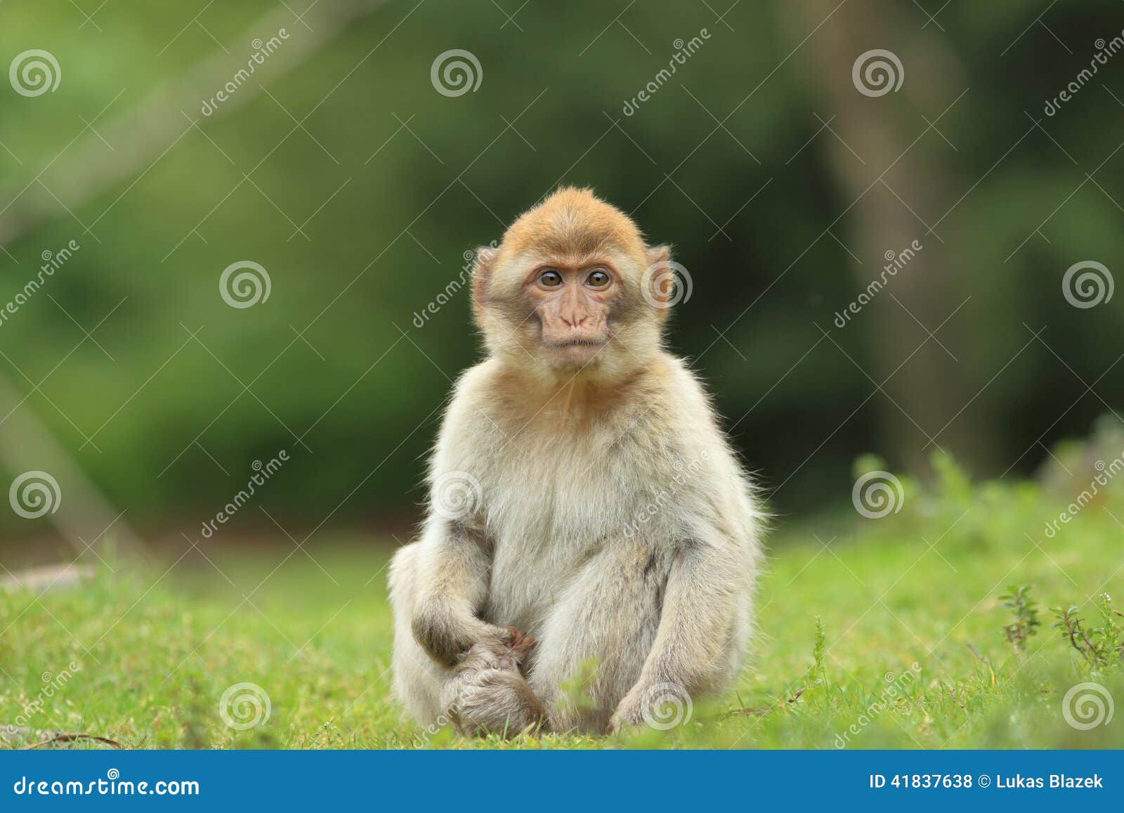 Barbary Macaque Monkey Eating A Tangerine, Ifrane, Morocco Royalty-Free ...