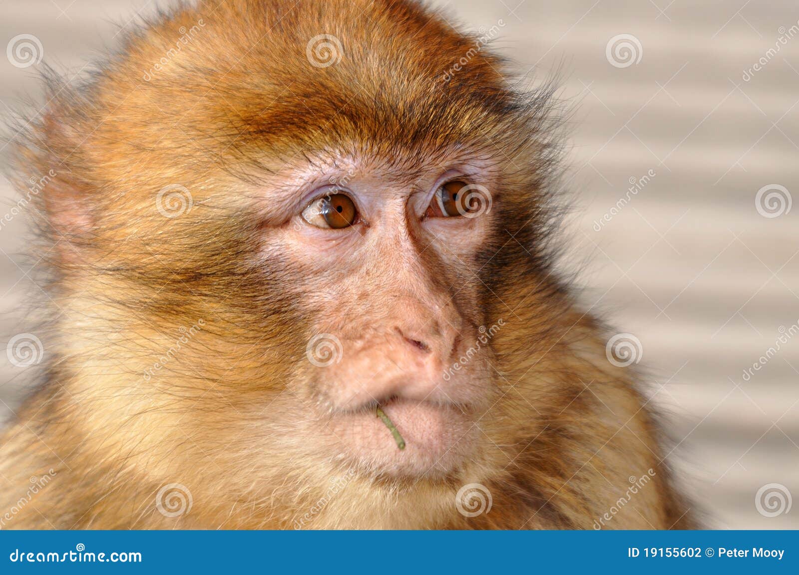 Barbary Macaque (Macaca Sylvanus) Stock Photo - Image of yellowish ...