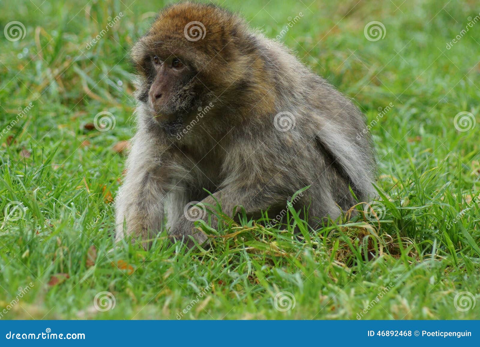 Barbary Macaque - Macaca Sylvanus Stock Photo - Image of macaque ...