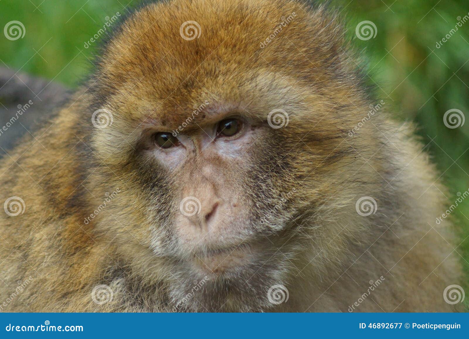 Barbary Macaque - Macaca Sylvanus Stock Image - Image of primates ...