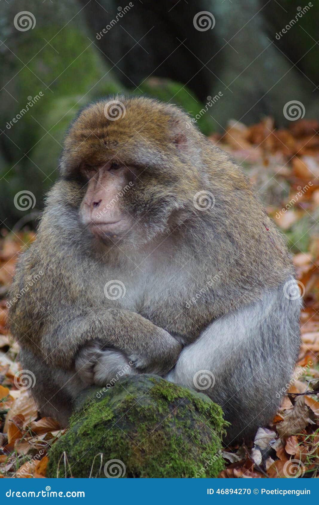 Barbary Macaque - Macaca Sylvanus Stock Photo - Image of furry ...
