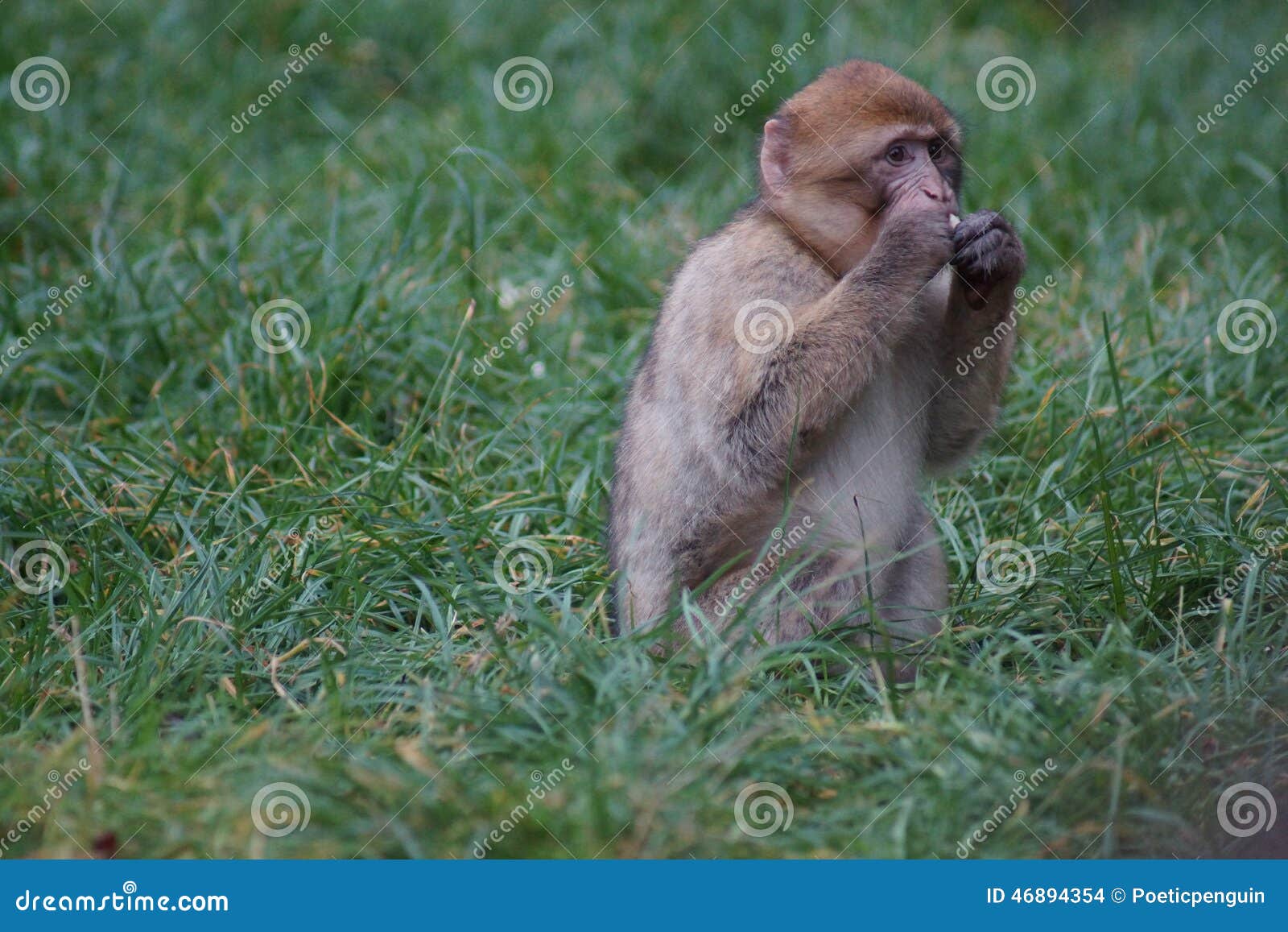 Barbary Macaque - Macaca Sylvanus Stock Photo - Image of cute, macaque ...